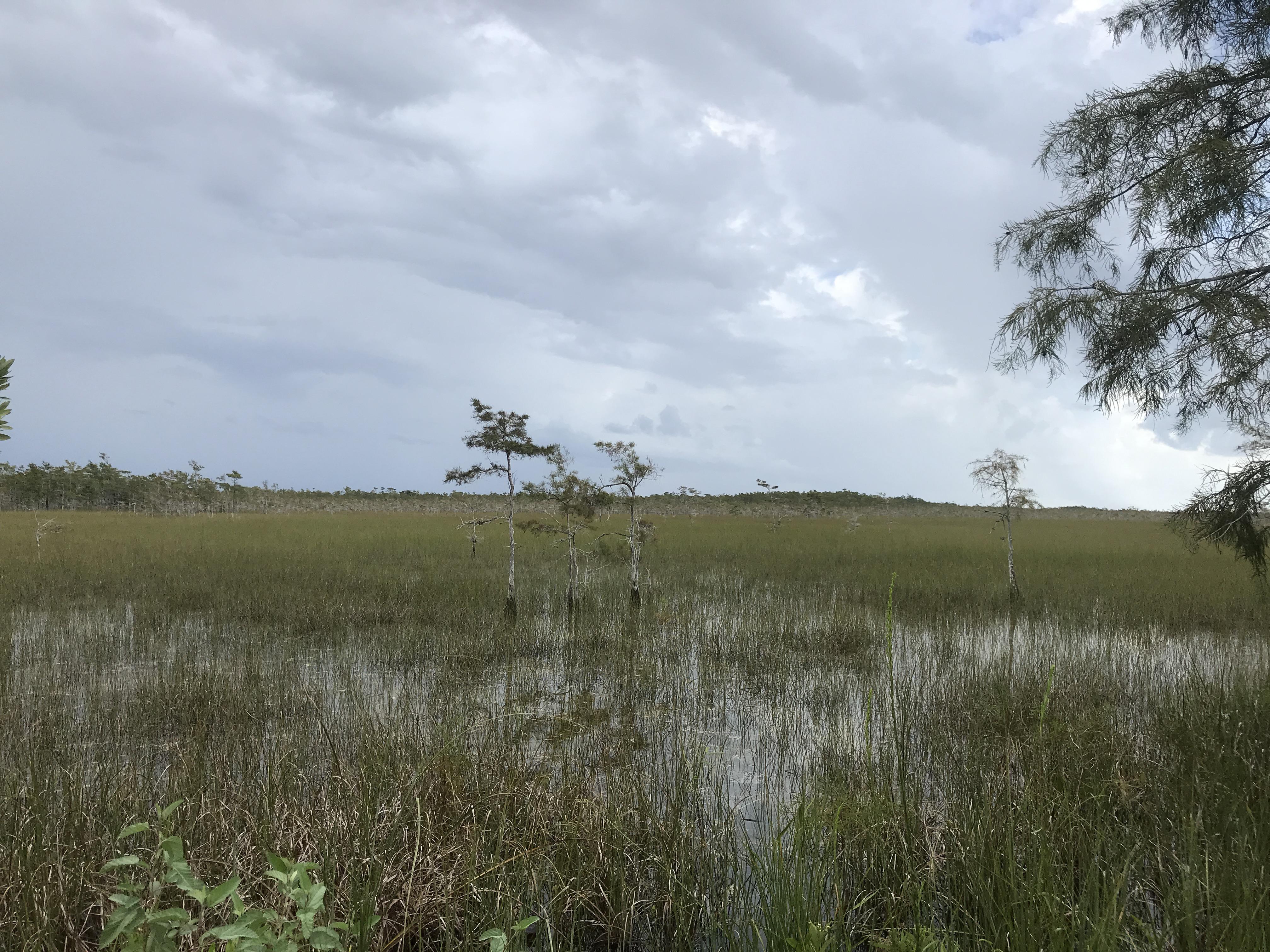OC. The Everglades really is a river of grass | Scrolller