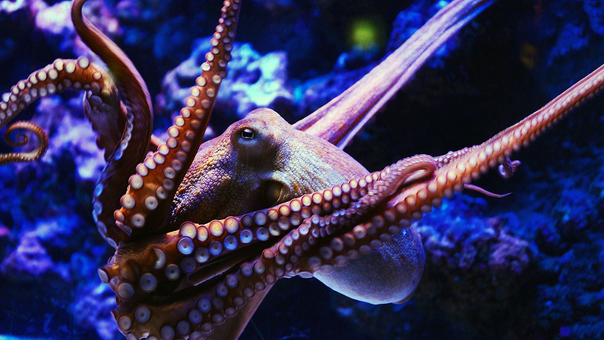 Octopus [1920x1080] | Scrolller