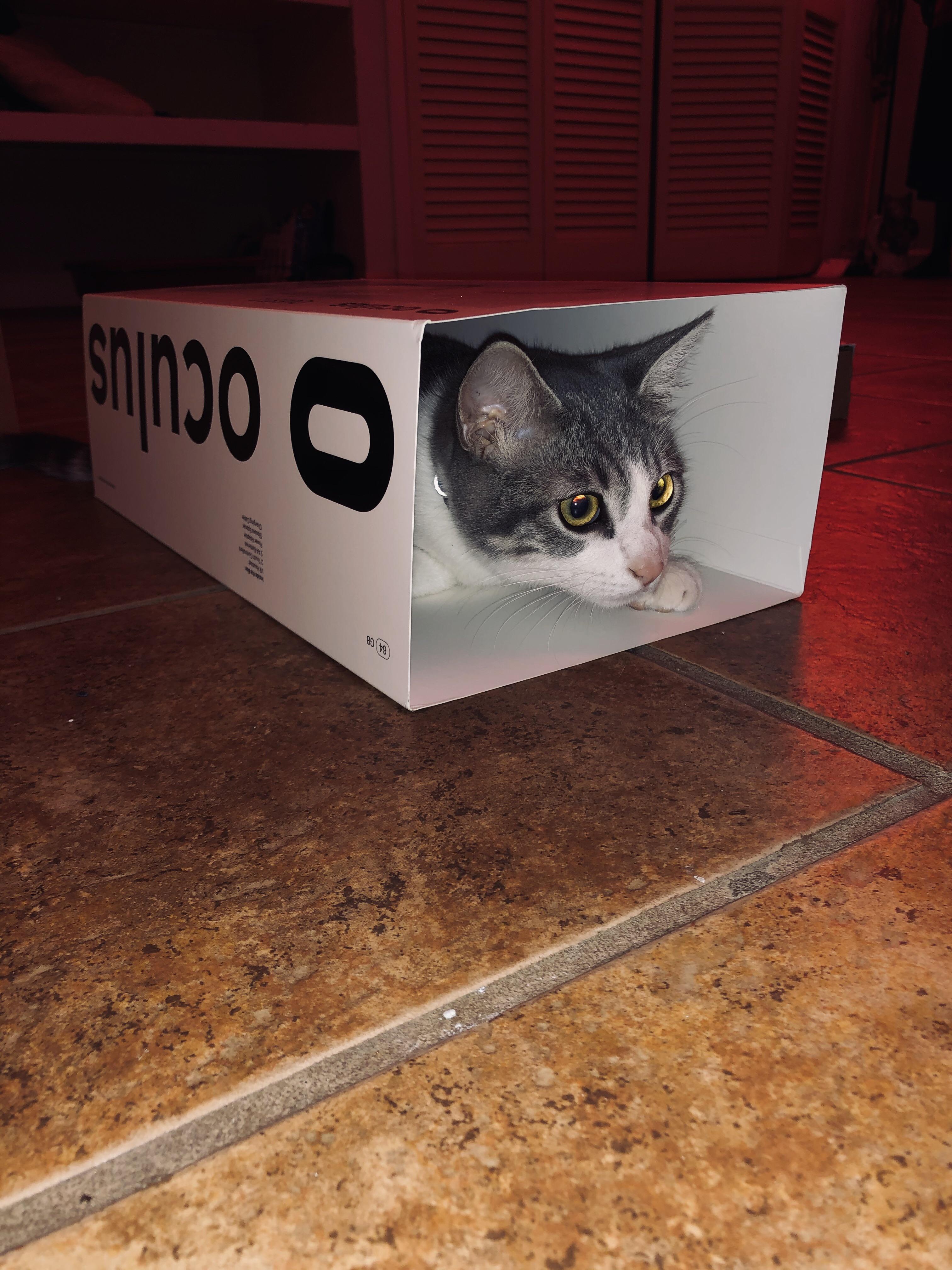 Oculus Cat | Scrolller