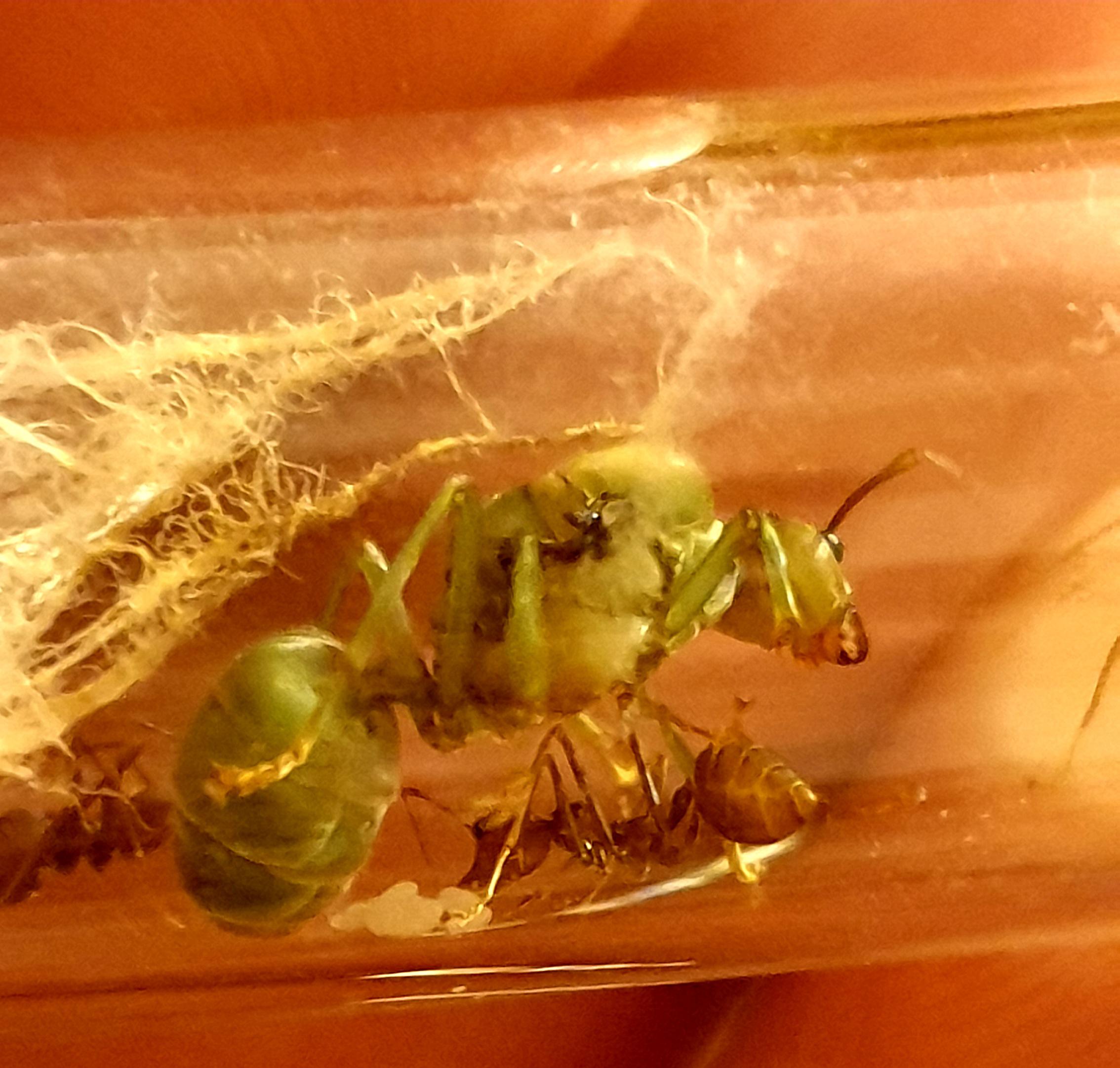 Oecophylla smaragdina queen with brood | Scrolller