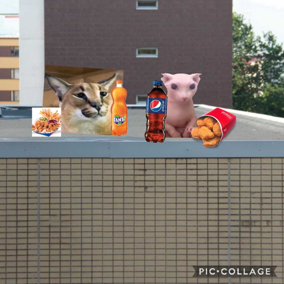 Off the stage, floppa and bingus are amazing friends. This is a rare picture seen of tyem ...