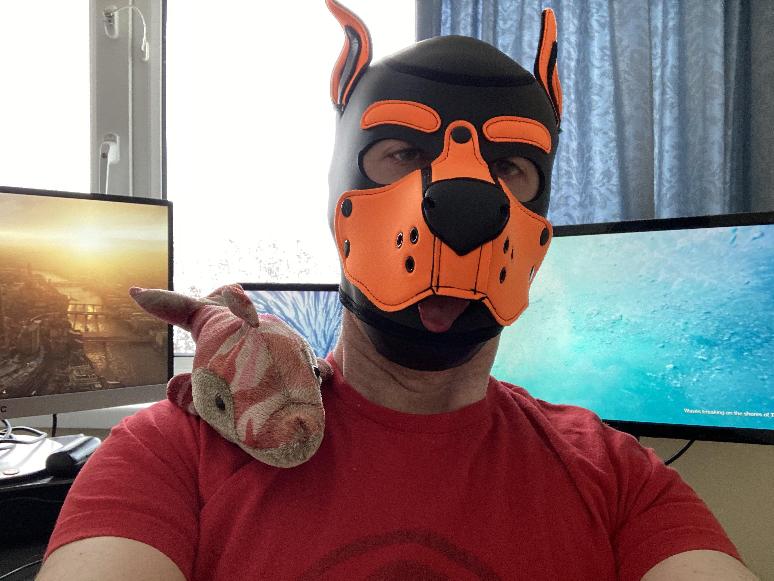 Office pup | Scrolller