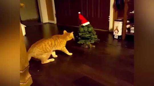 Oh Christmas Tree | Scrolller