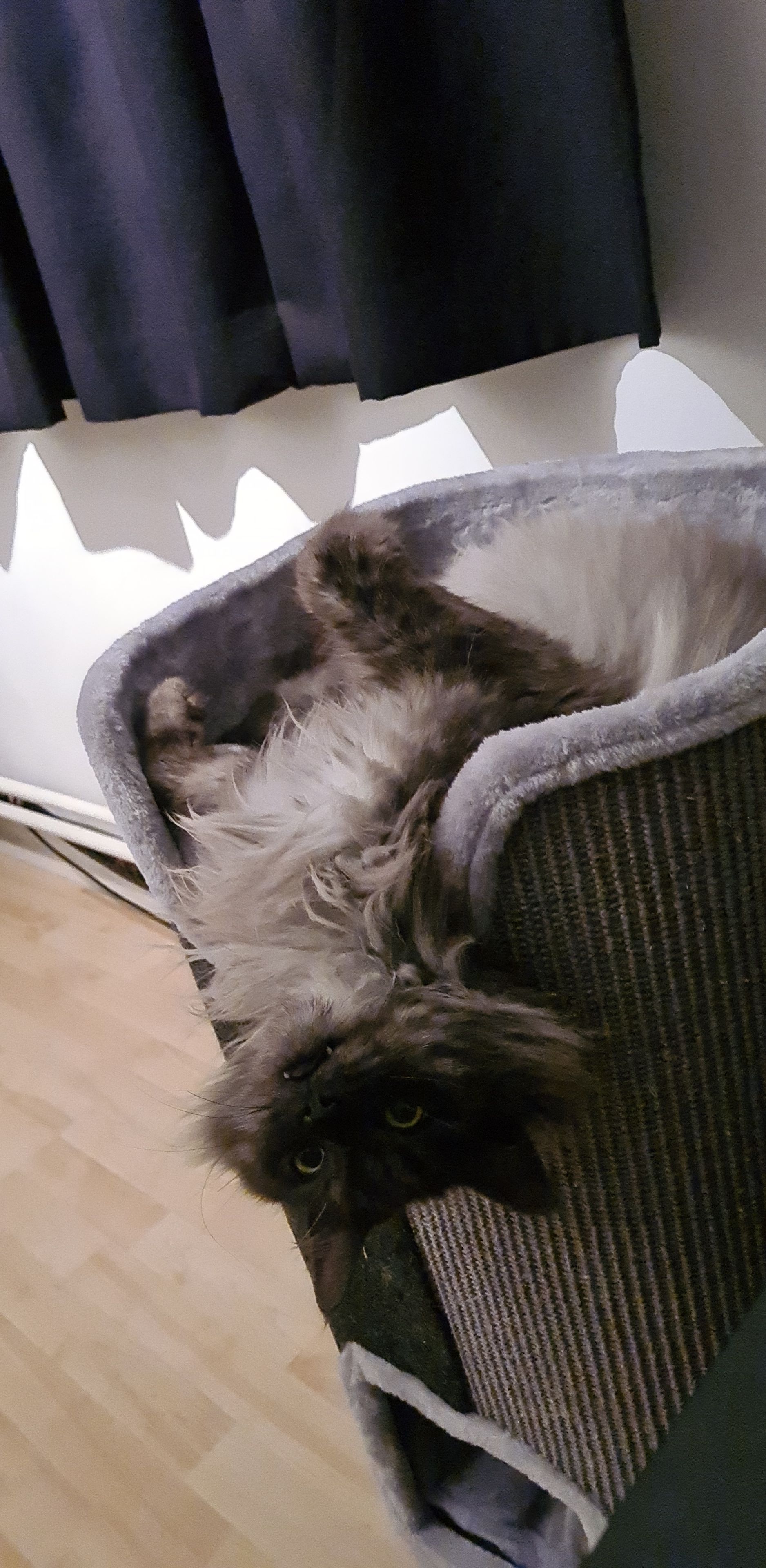 Oh hello master | Scrolller