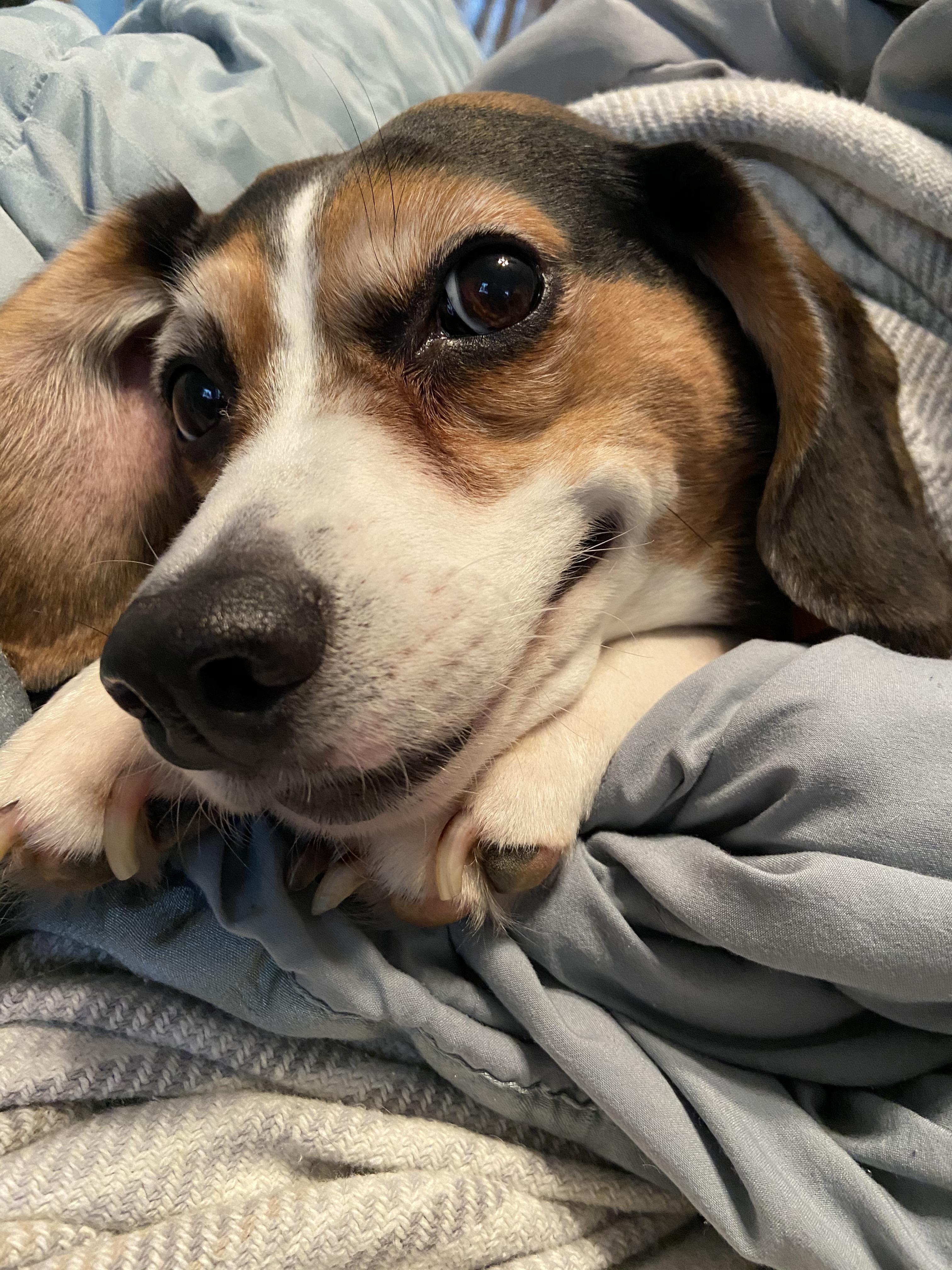 Oh look a beagle! | Scrolller