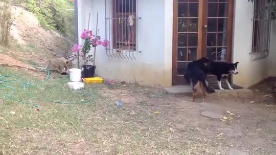 "Oh, shit. It's a lion!" | Scrolller