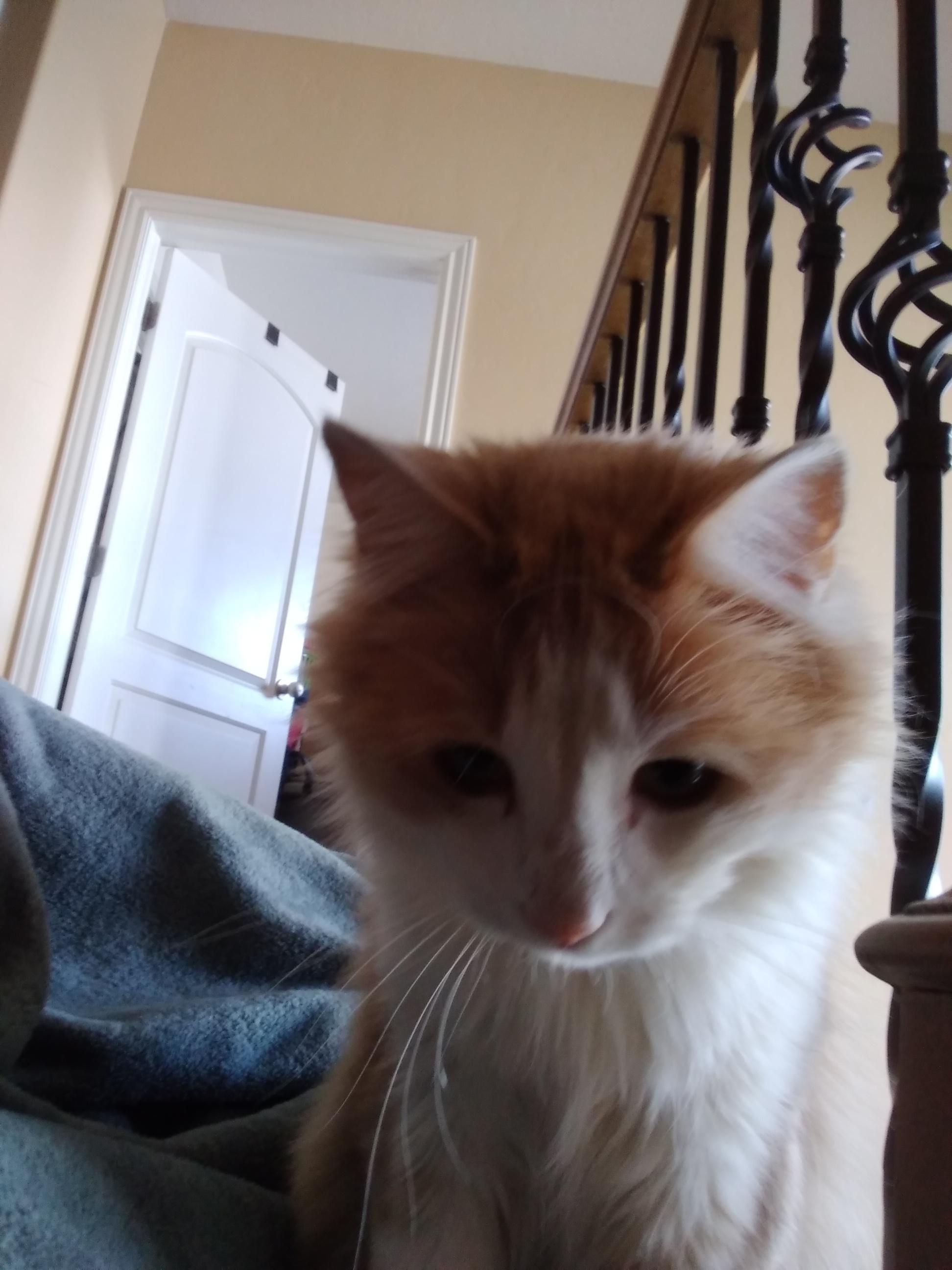 Oh strange kitten, you have no idea how helpful you are for processing ...