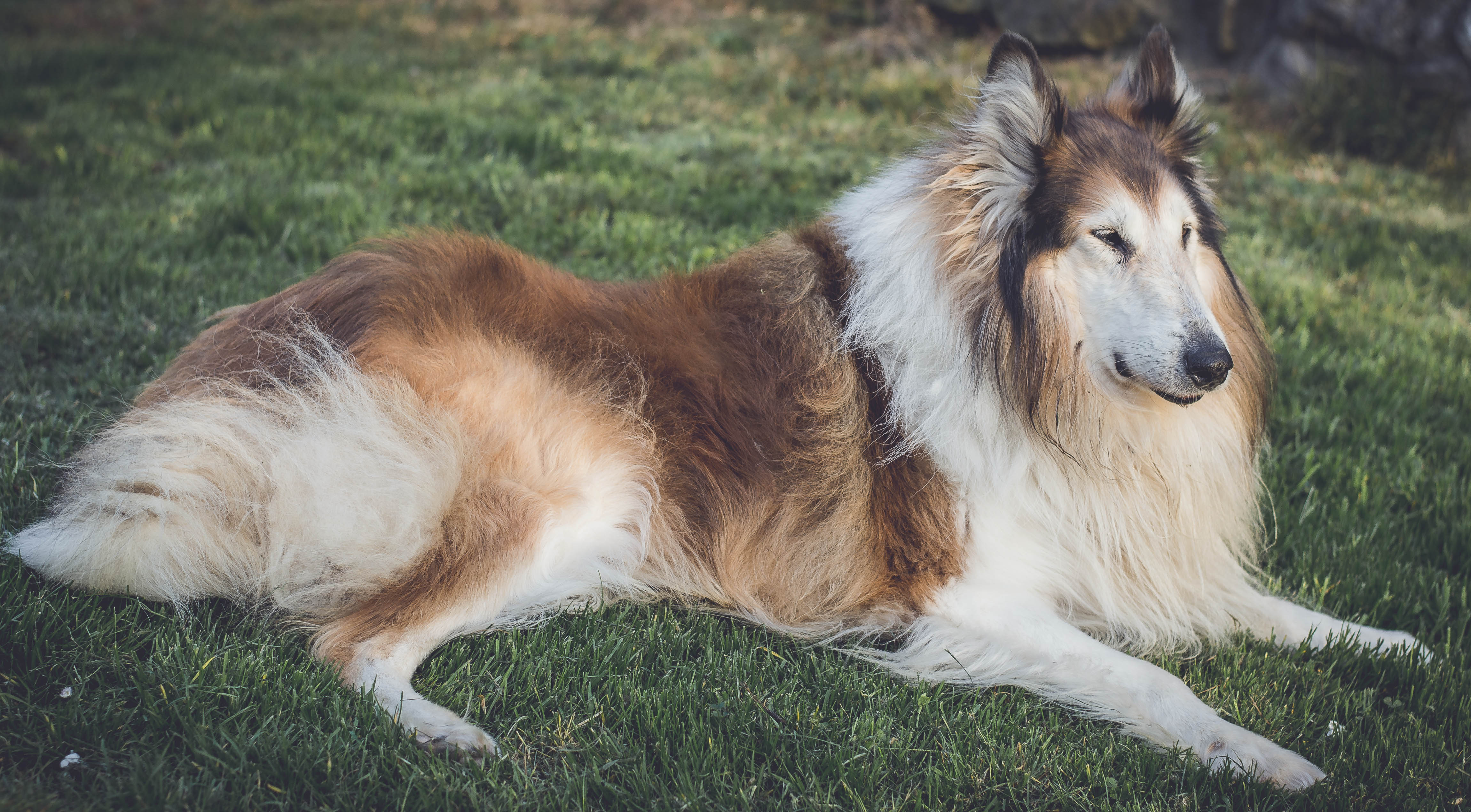 Old and wise | Scrolller