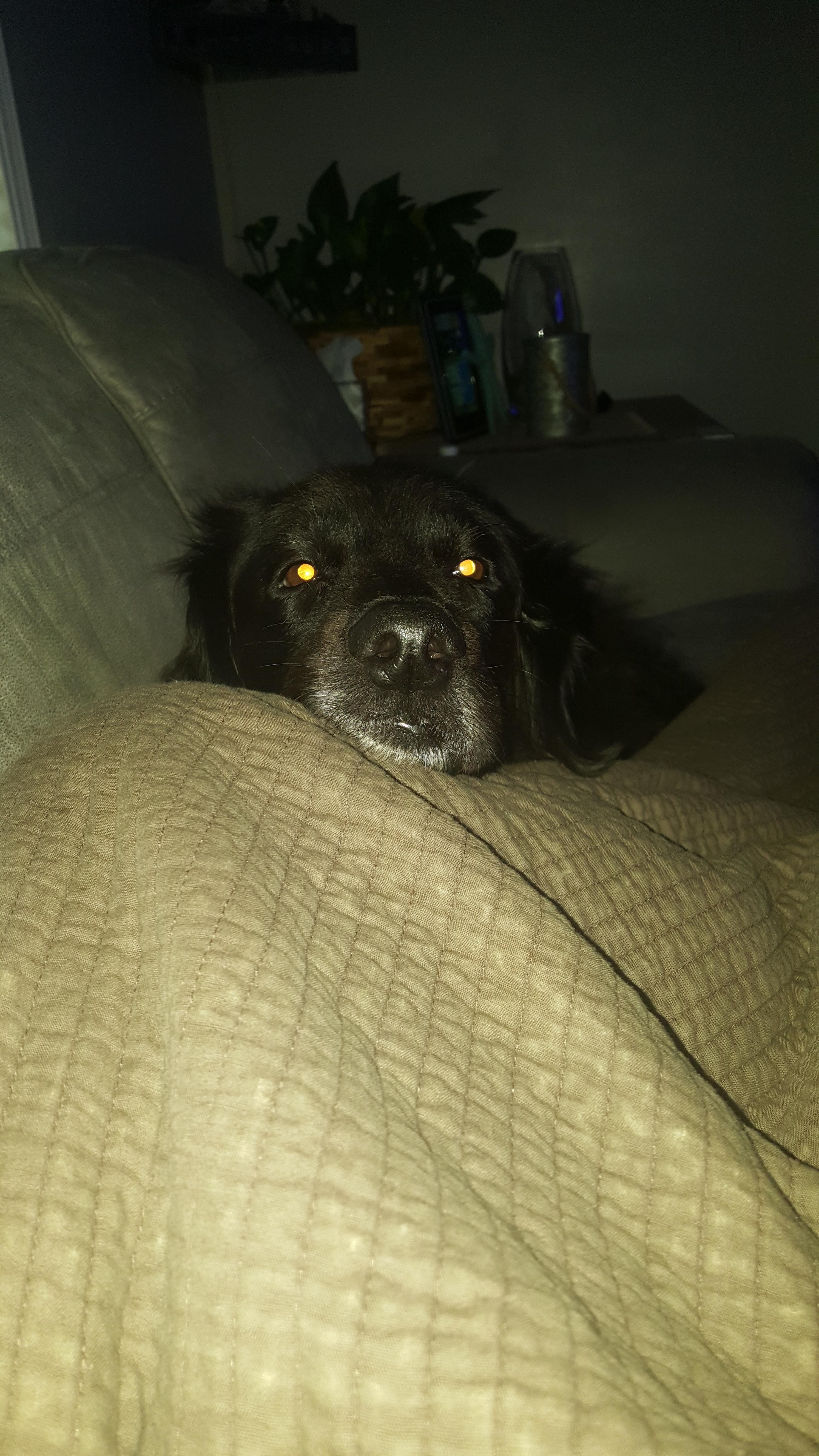 Old man puppy widepeepoHappy | Scrolller