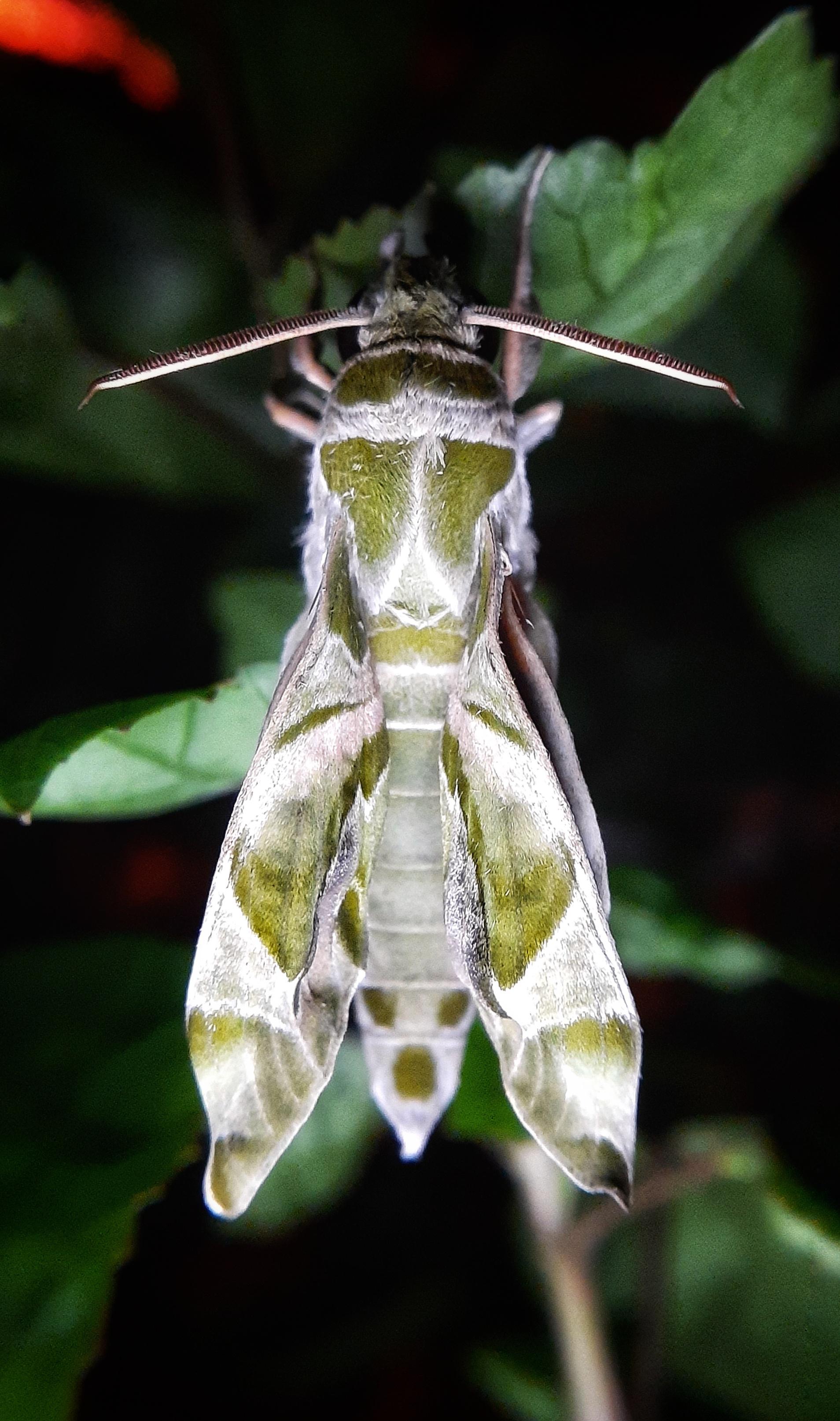 Oleander Hawk Moth | Scrolller