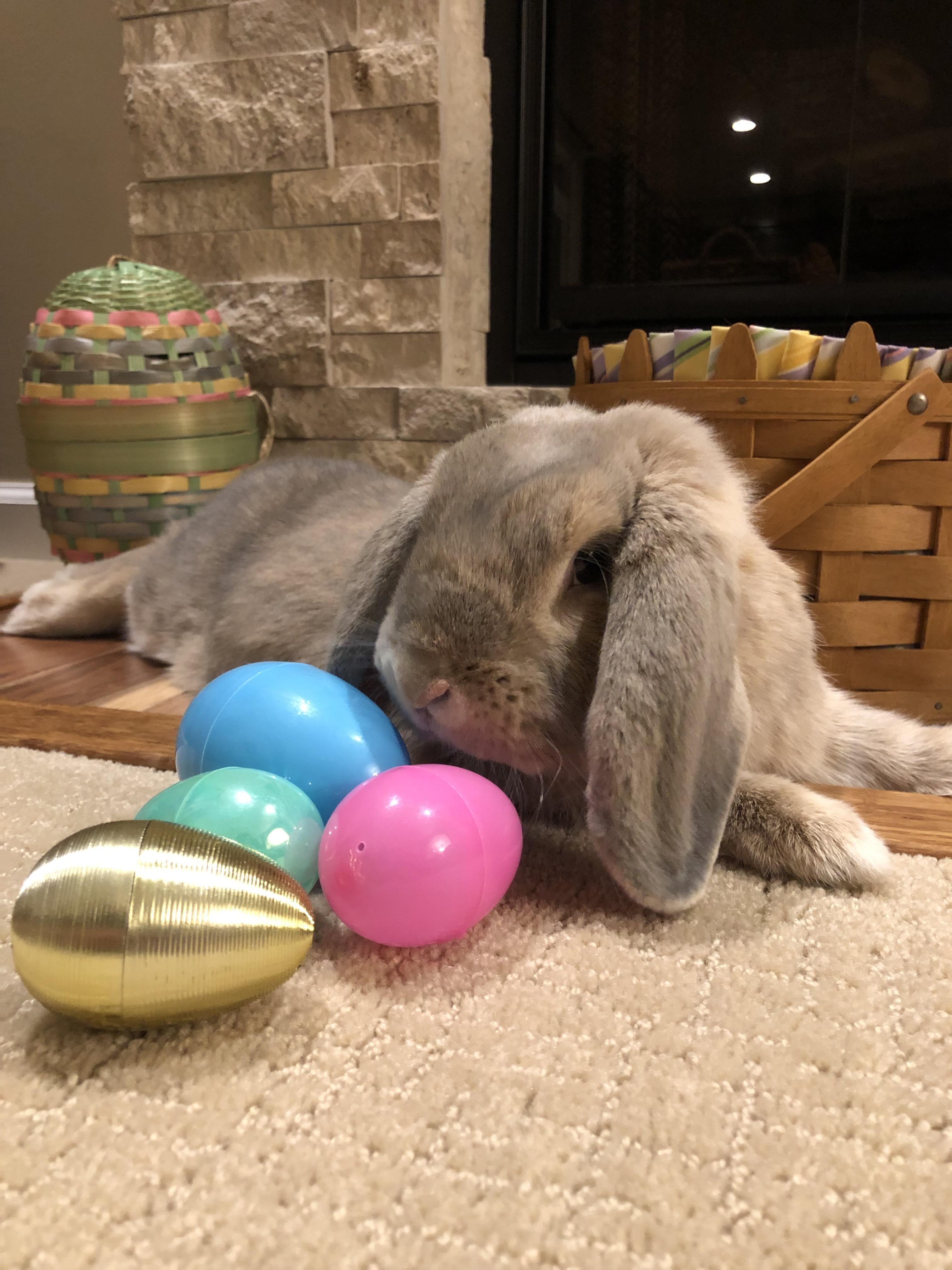 Oliver, the true Easter Bunny ️ | Scrolller