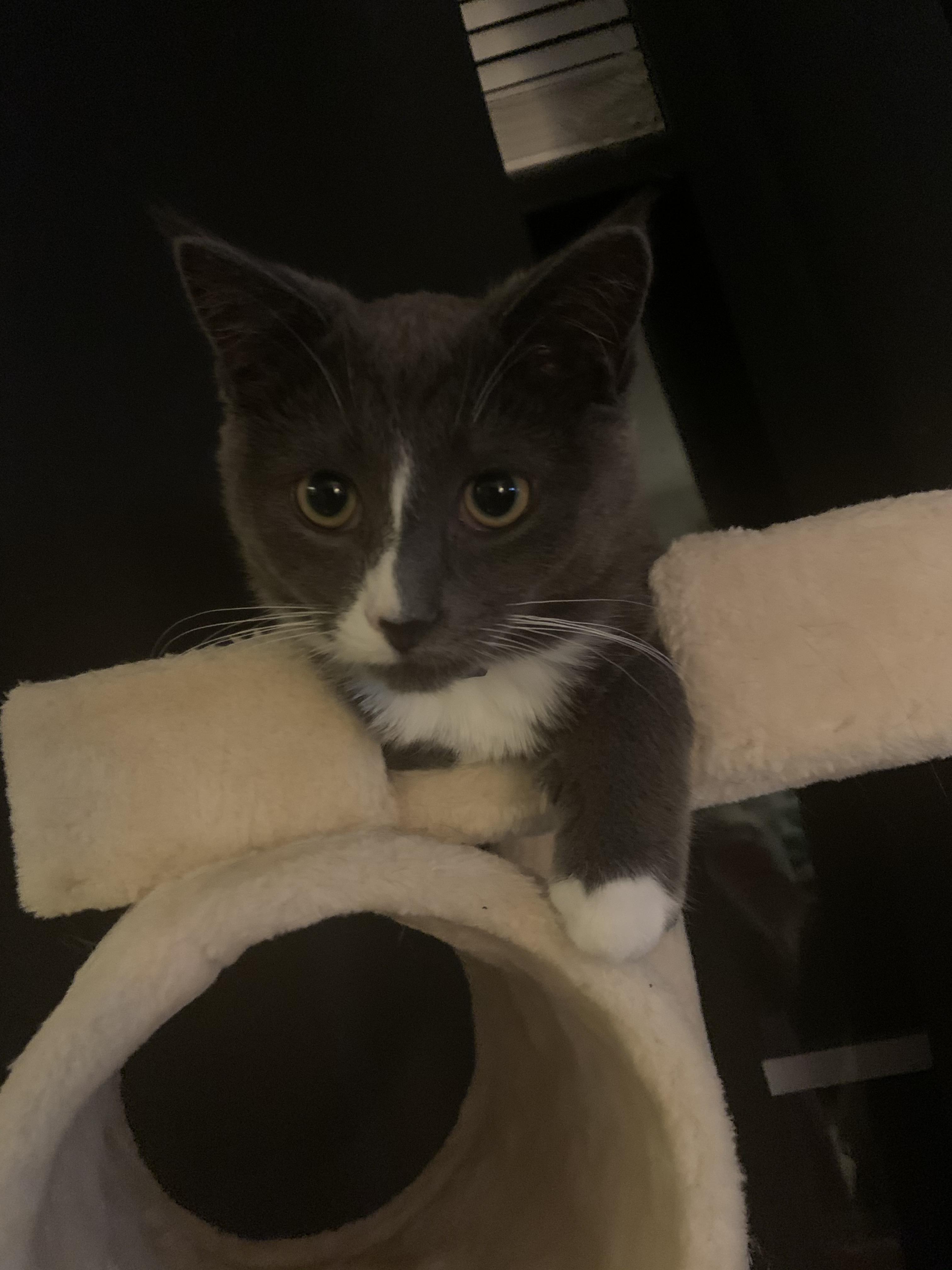 Omg his paw 🥺💗💗💗💗 | Scrolller