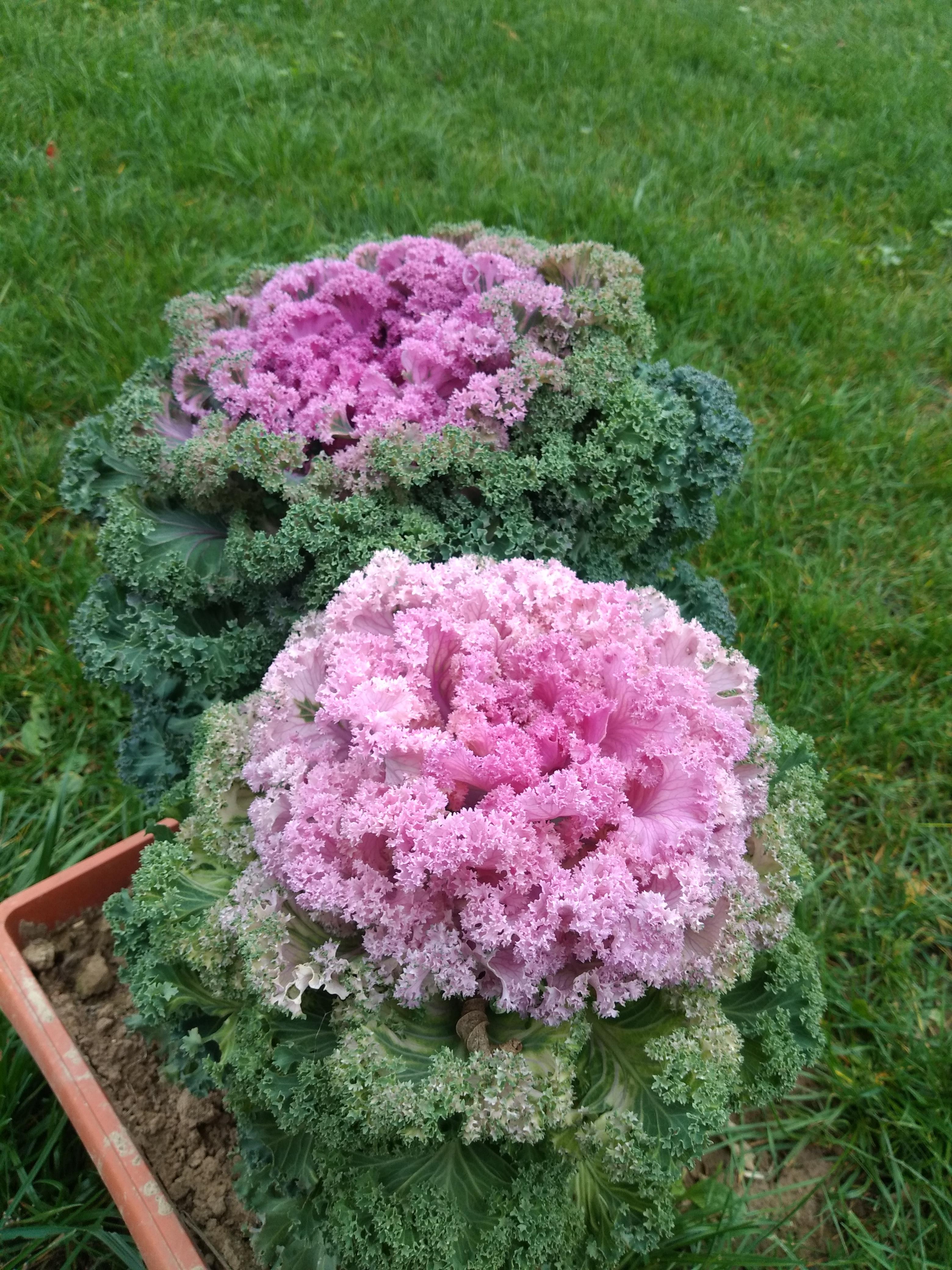 Omg these plants are lit | Scrolller