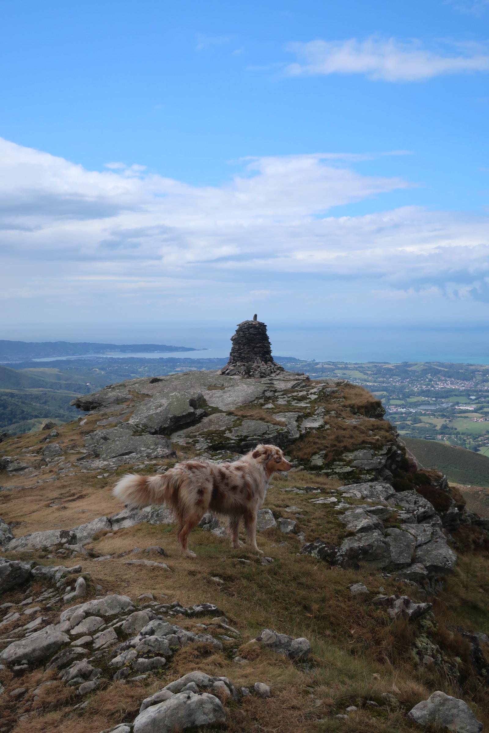 On a trail run near home. 15km & 1500 meters elevation, but she probably does twice that ...