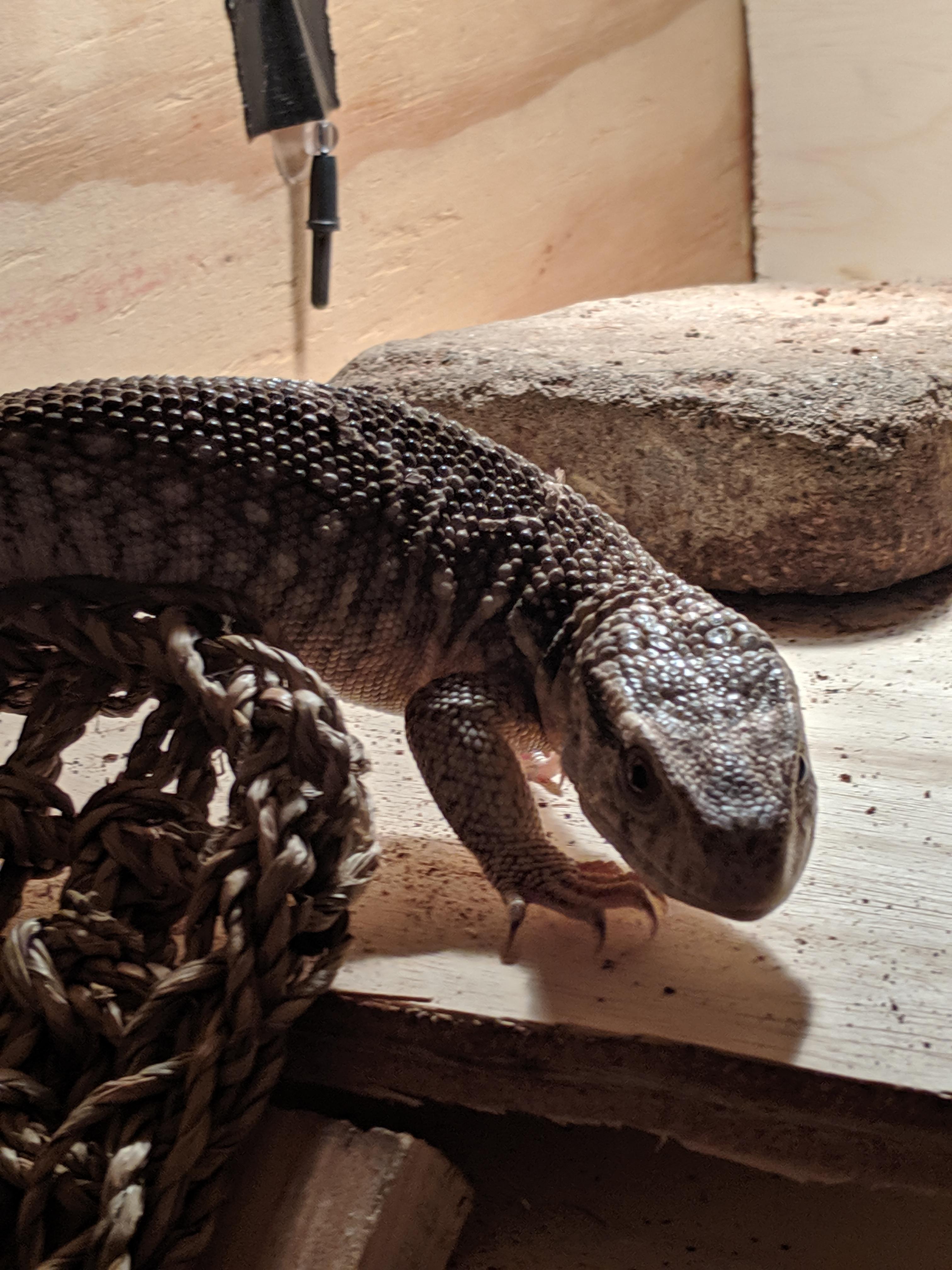 On the prowl. | Scrolller