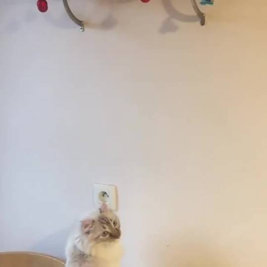 One and done; a perfectly executed slap. | Scrolller