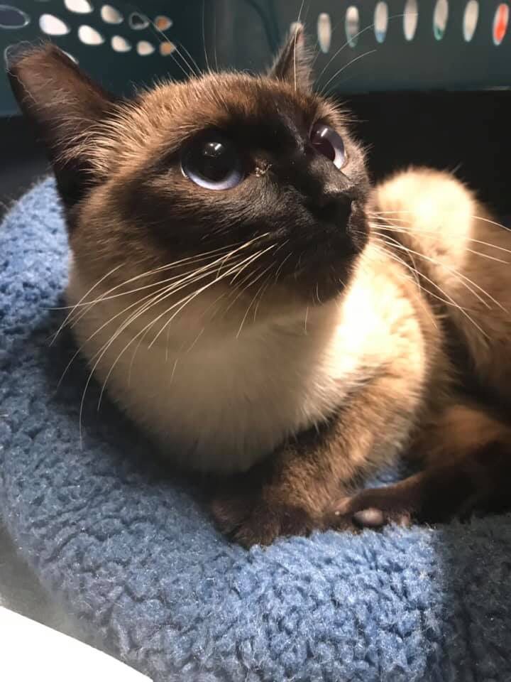 One bean from my new foster. | Scrolller