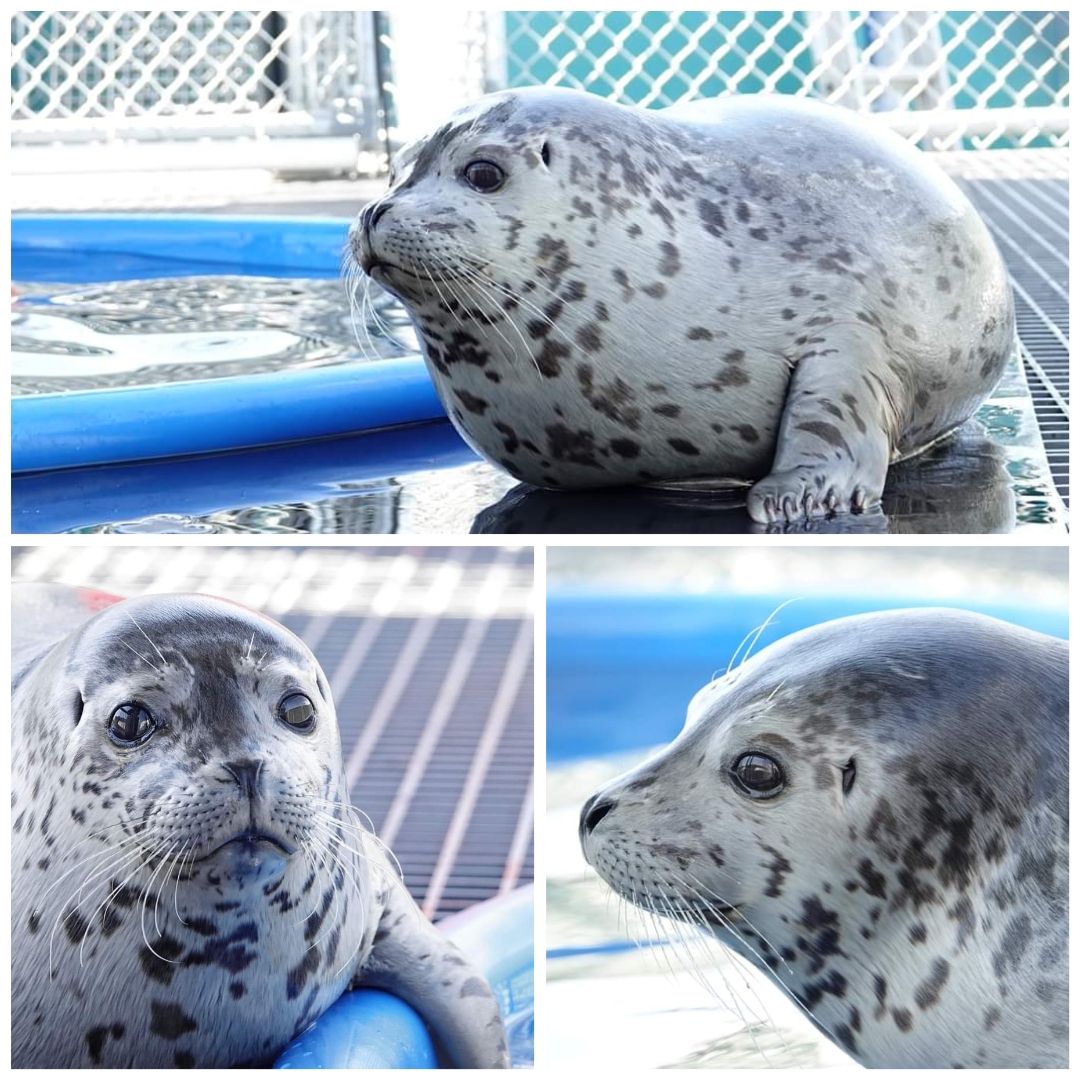 One chonky boi | Scrolller