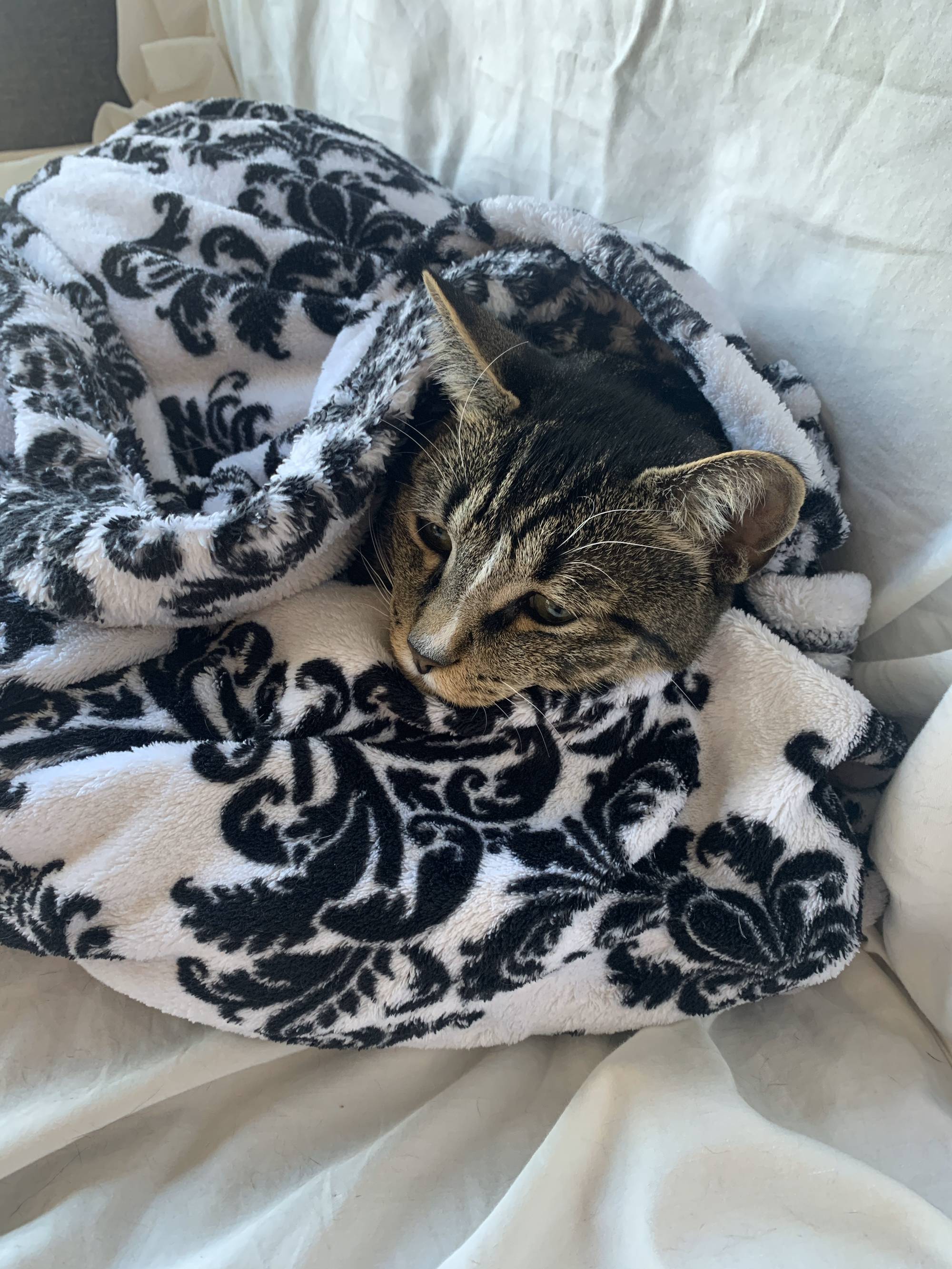 One extra large purrito | Scrolller