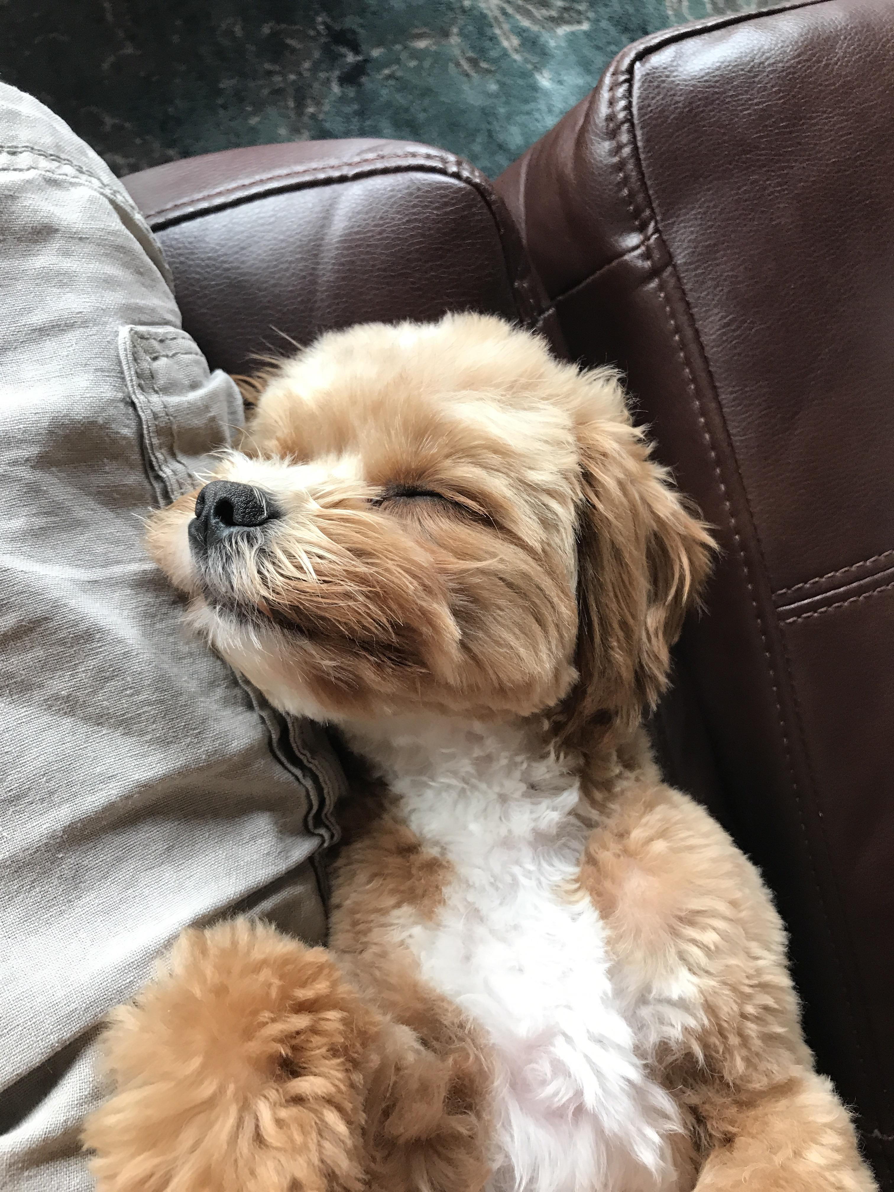 One happy puppy | Scrolller