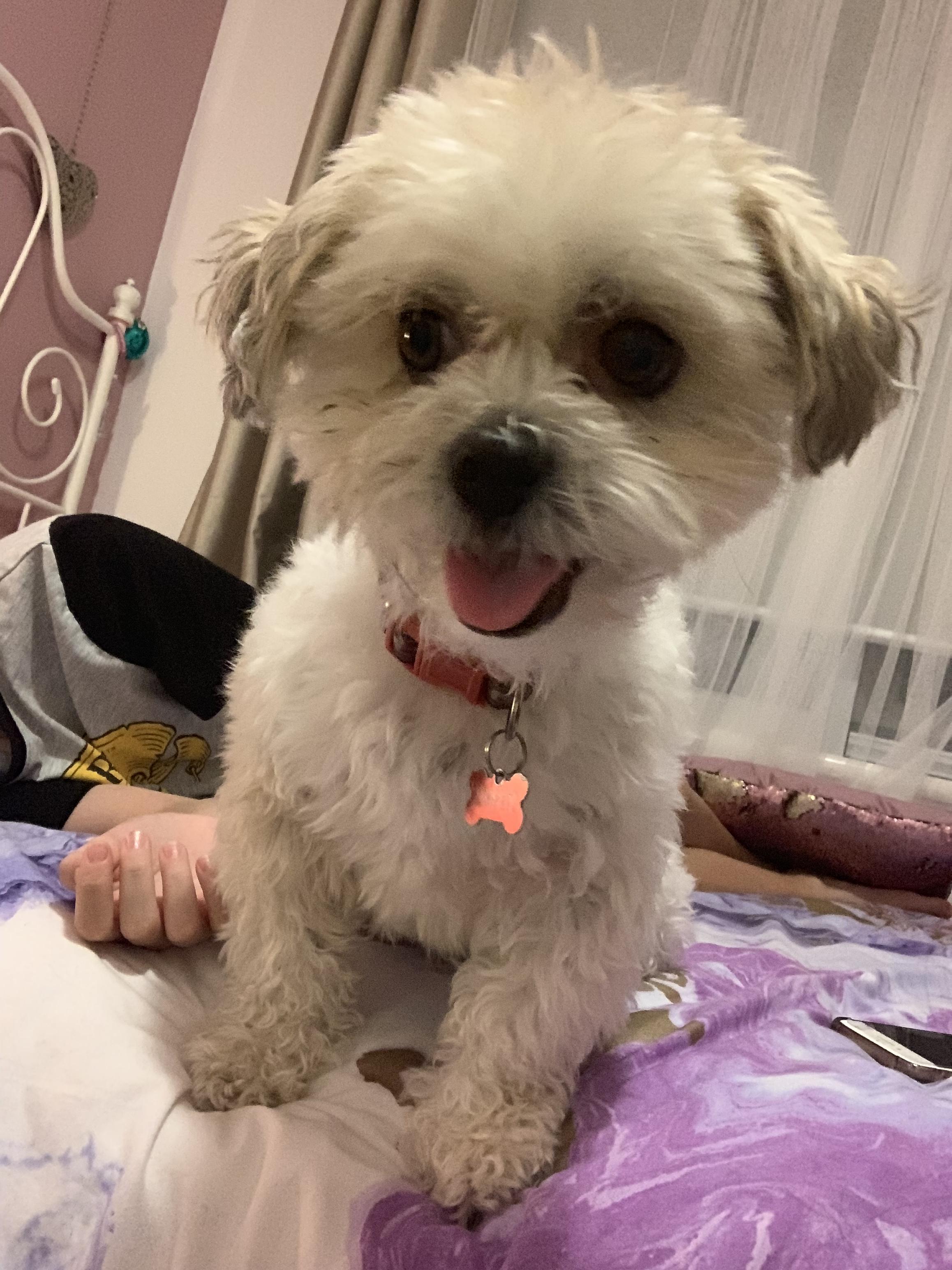 One happy smol boy Oscar, my first doggo 🐶 | Scrolller