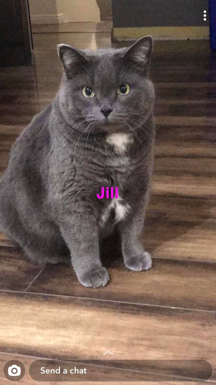 One of my brother’s thicc cats | Scrolller