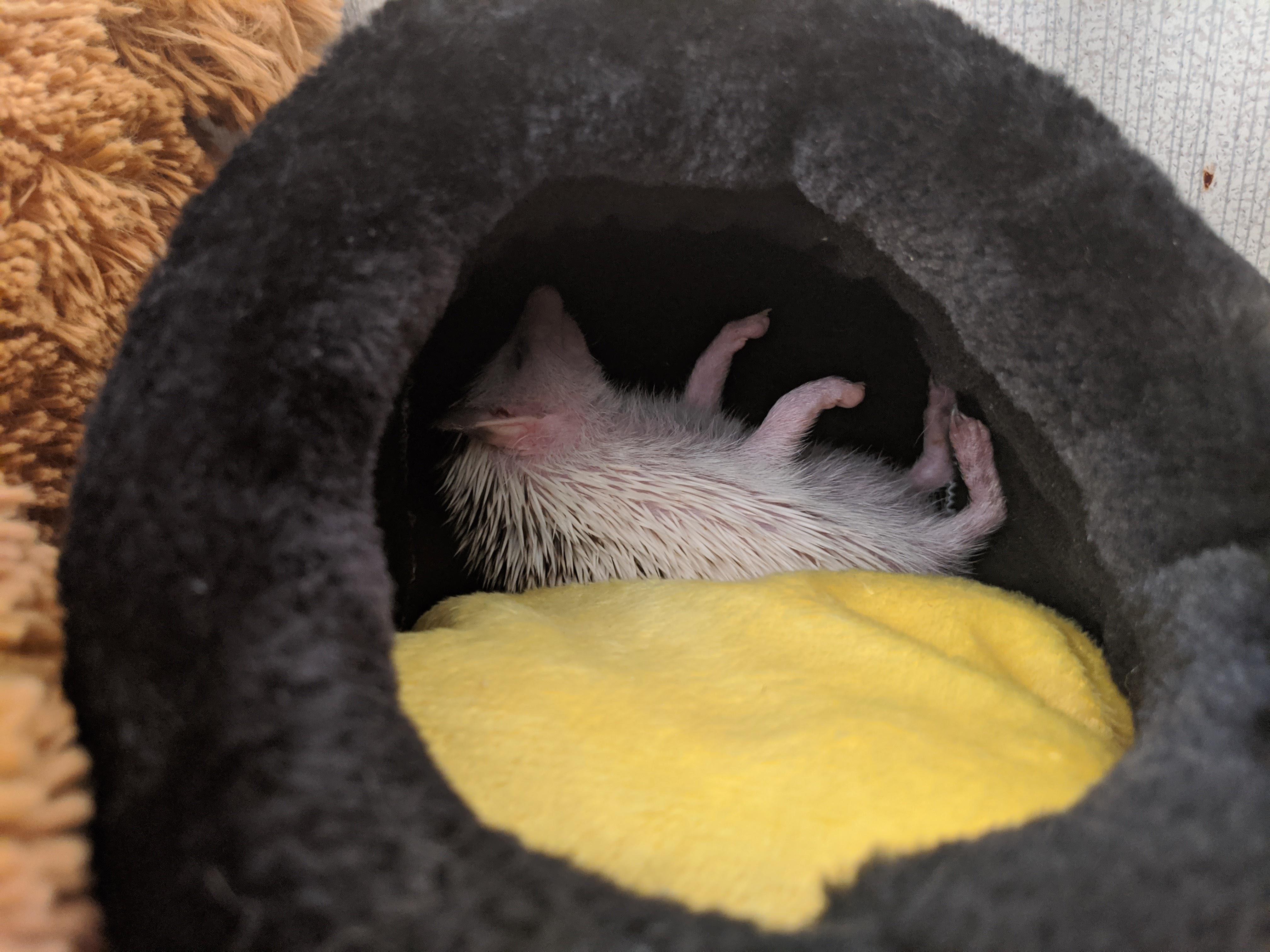 one of my hedgehog's sleeping positions | Scrolller