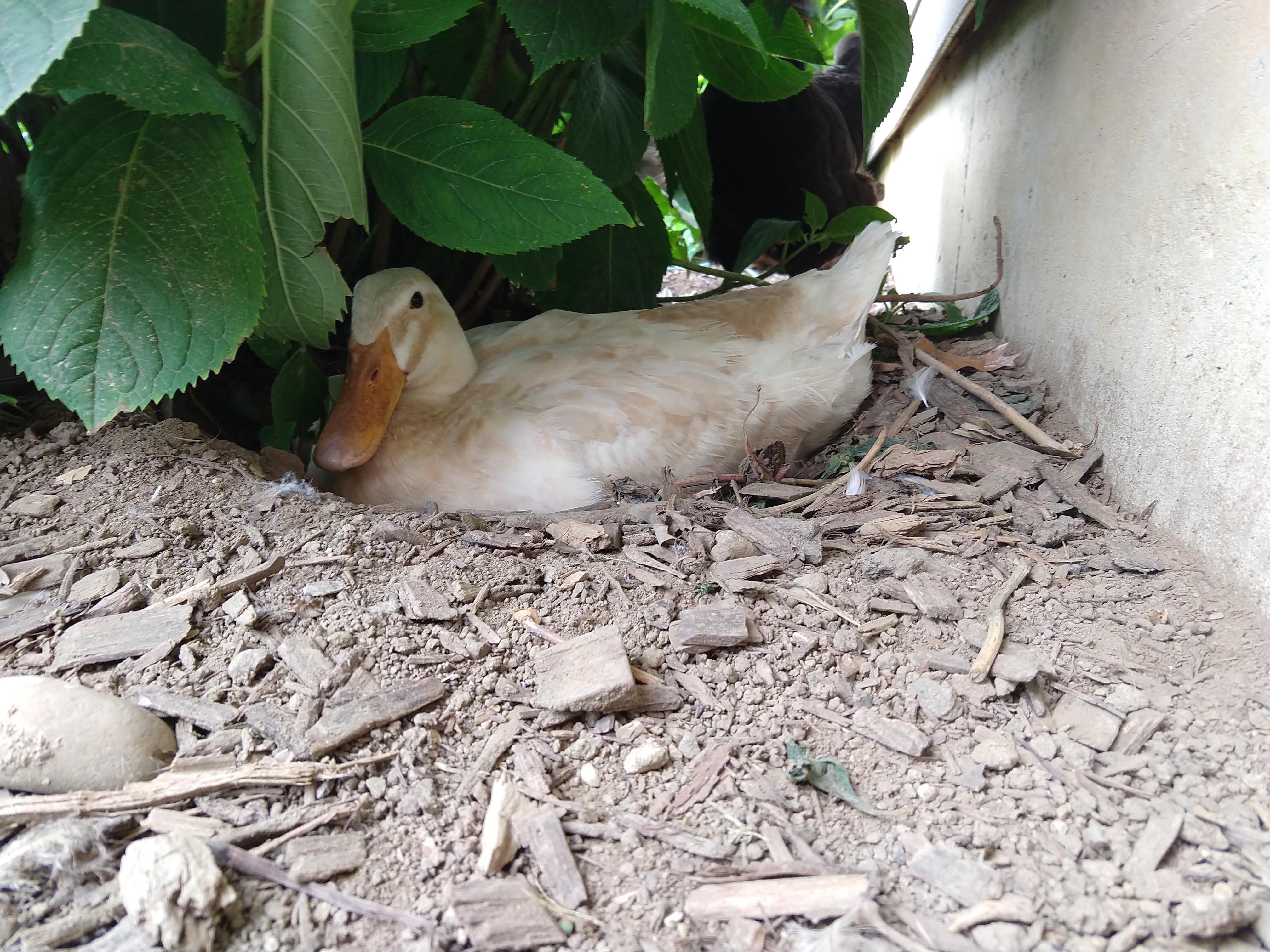 One of my Saxony ducks laying her egg under a bush, instead of in the nest. >:( | Scrolller
