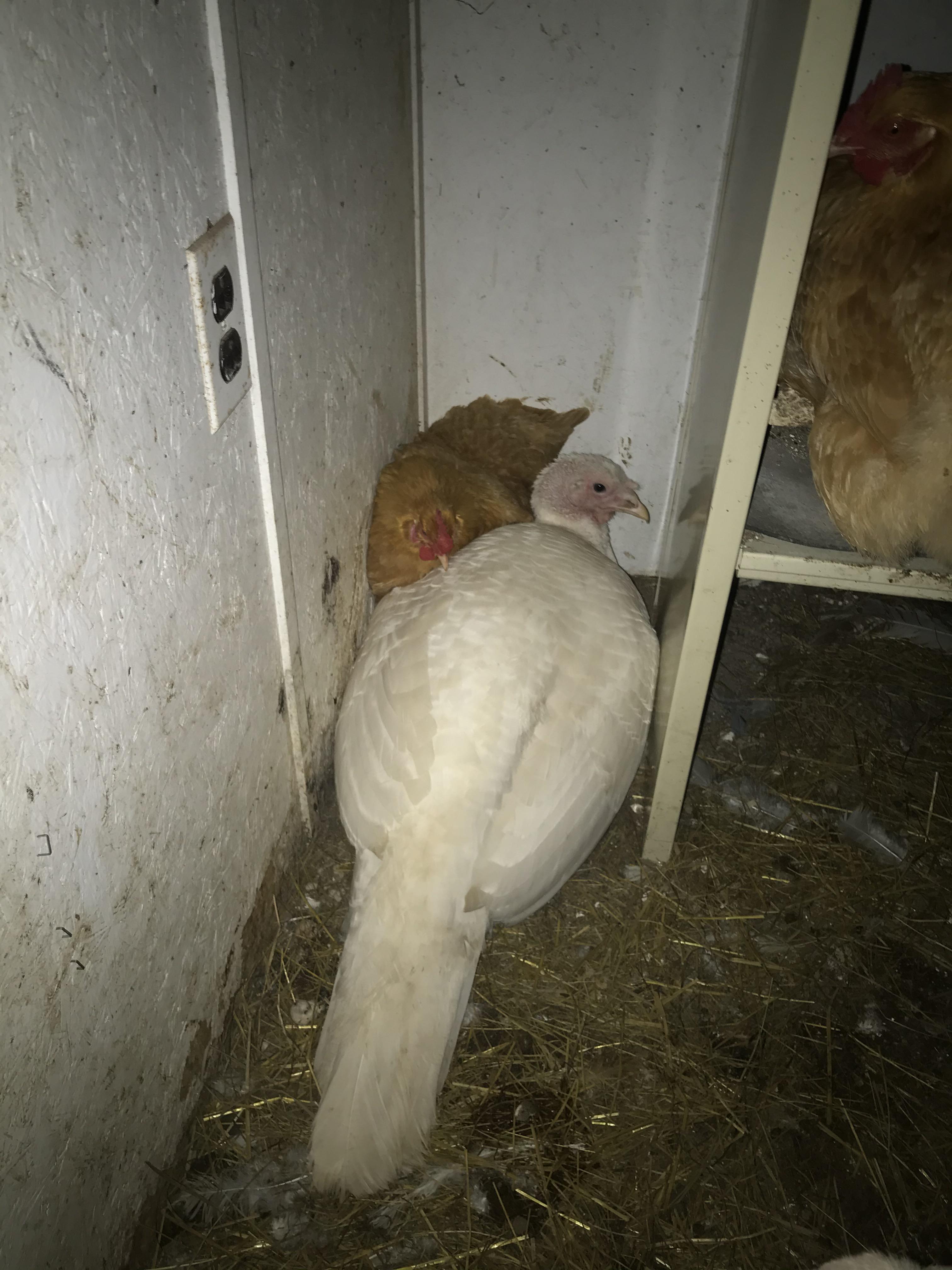 One of my turkeys taking care of one of my hens. Sweet dreams girls | Scrolller