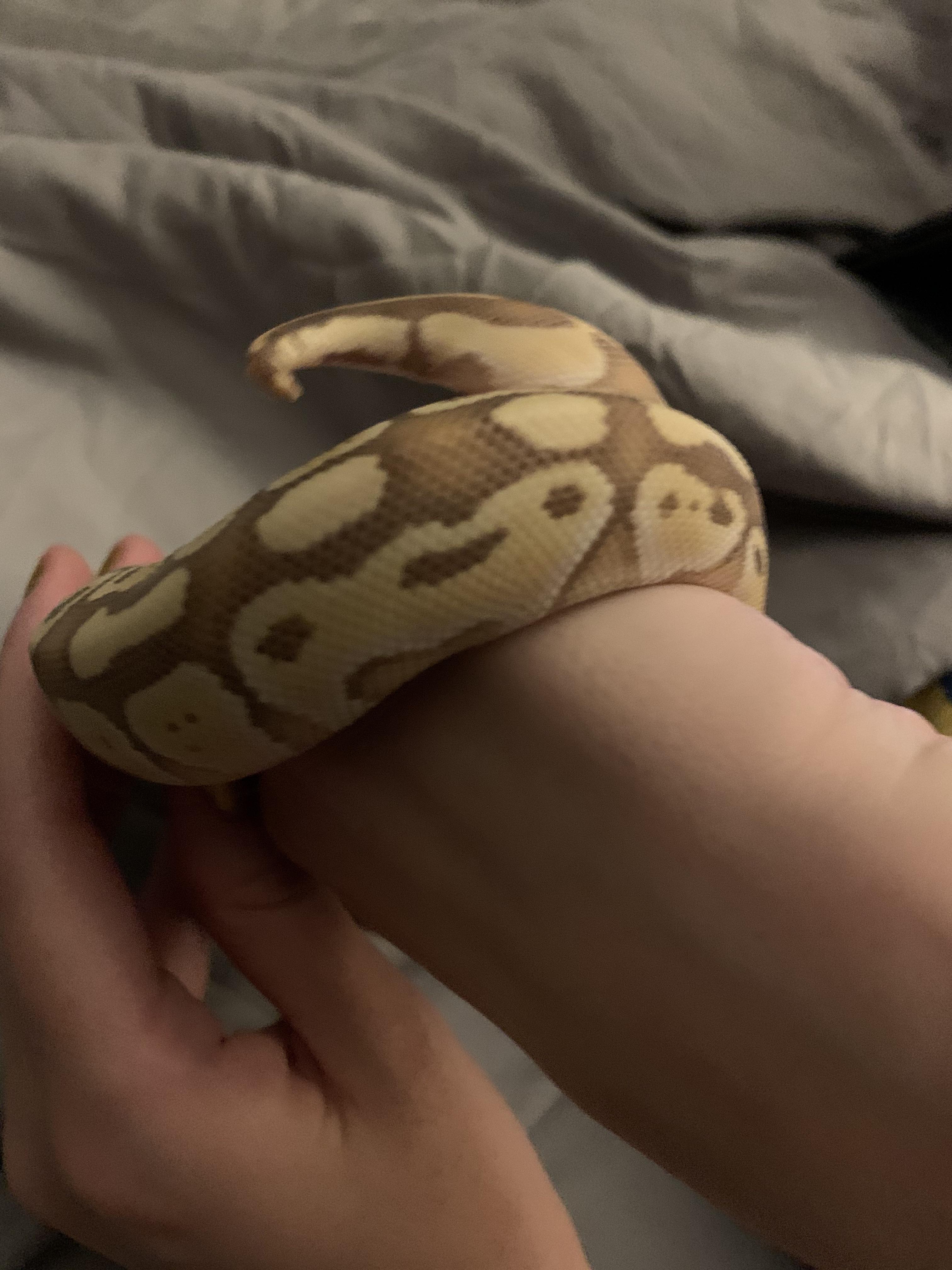 One of our ball python’s “alien heads” looks like a slime. | Scrolller