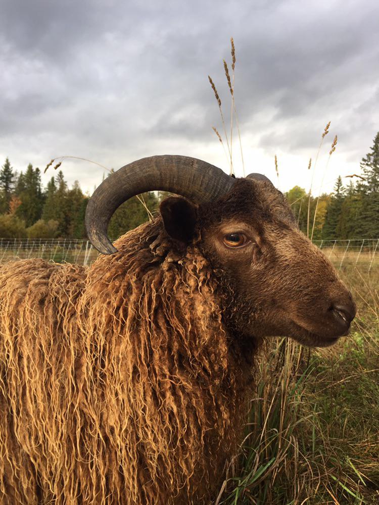One of our ram lambs looking regal af | Scrolller