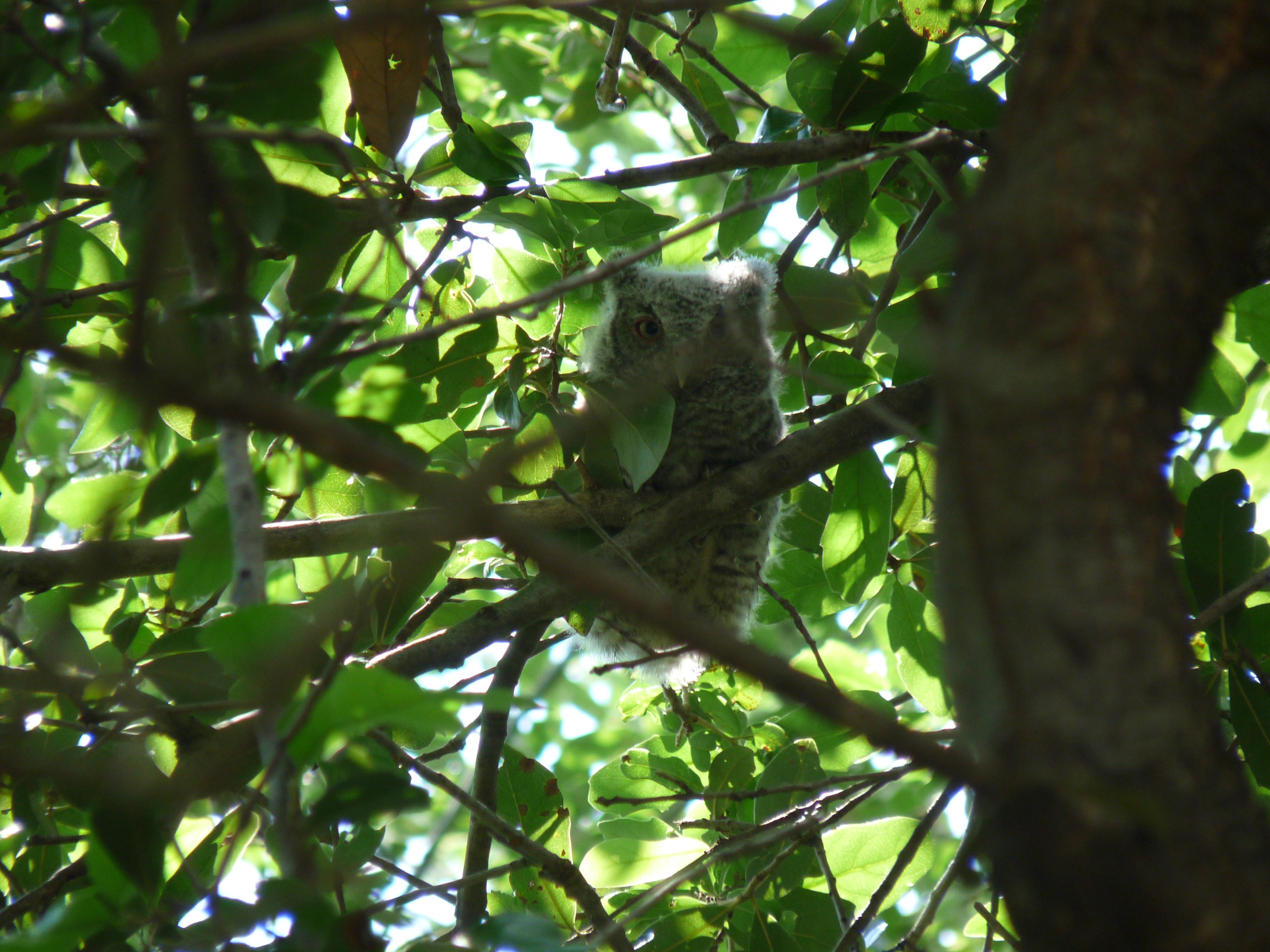 One of the babies two days after leaping out of the nesting box and climbing up the tree | Scrolller