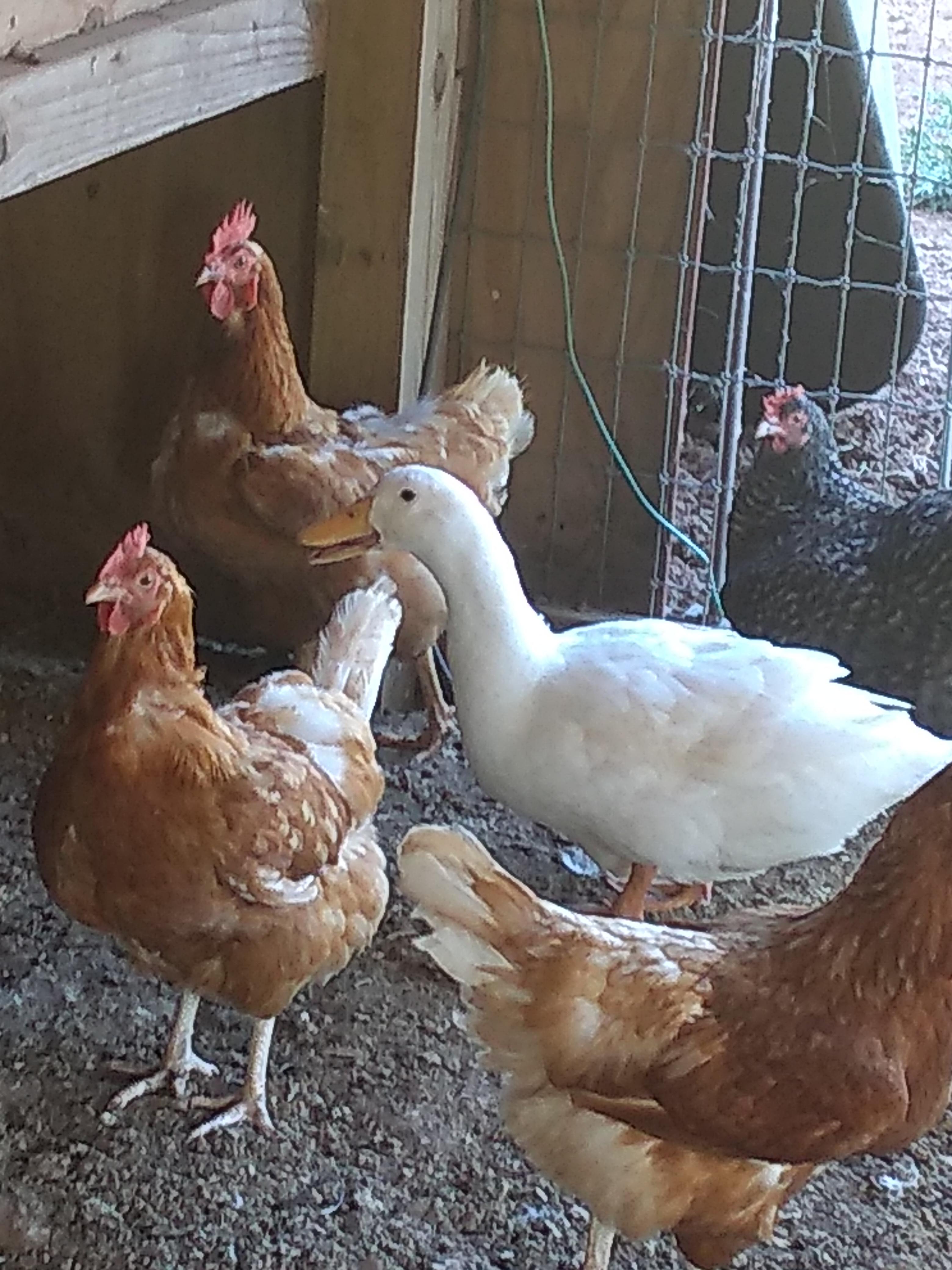 One of these things are not like the other | Scrolller