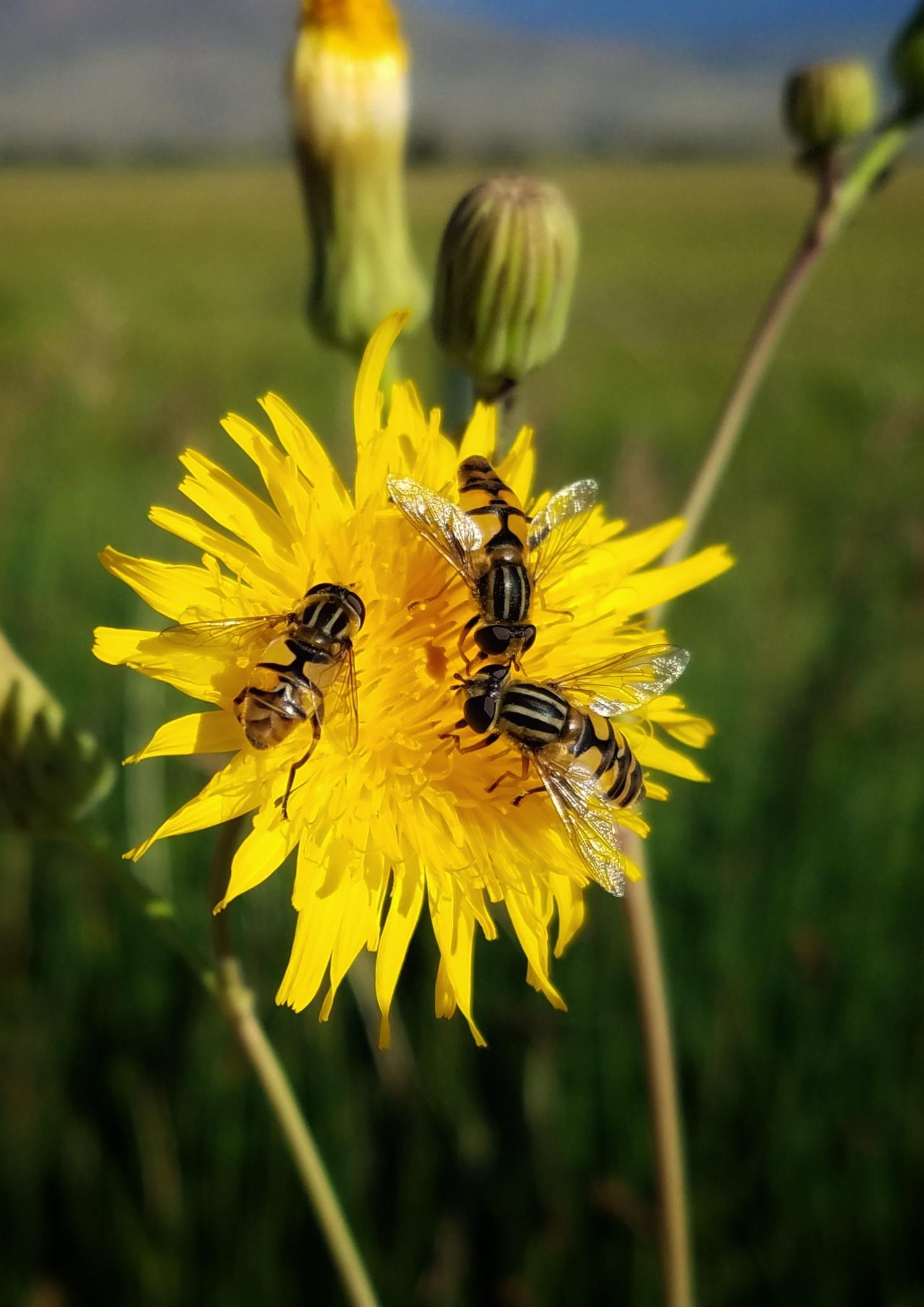 One Popular Dandelion! | Scrolller