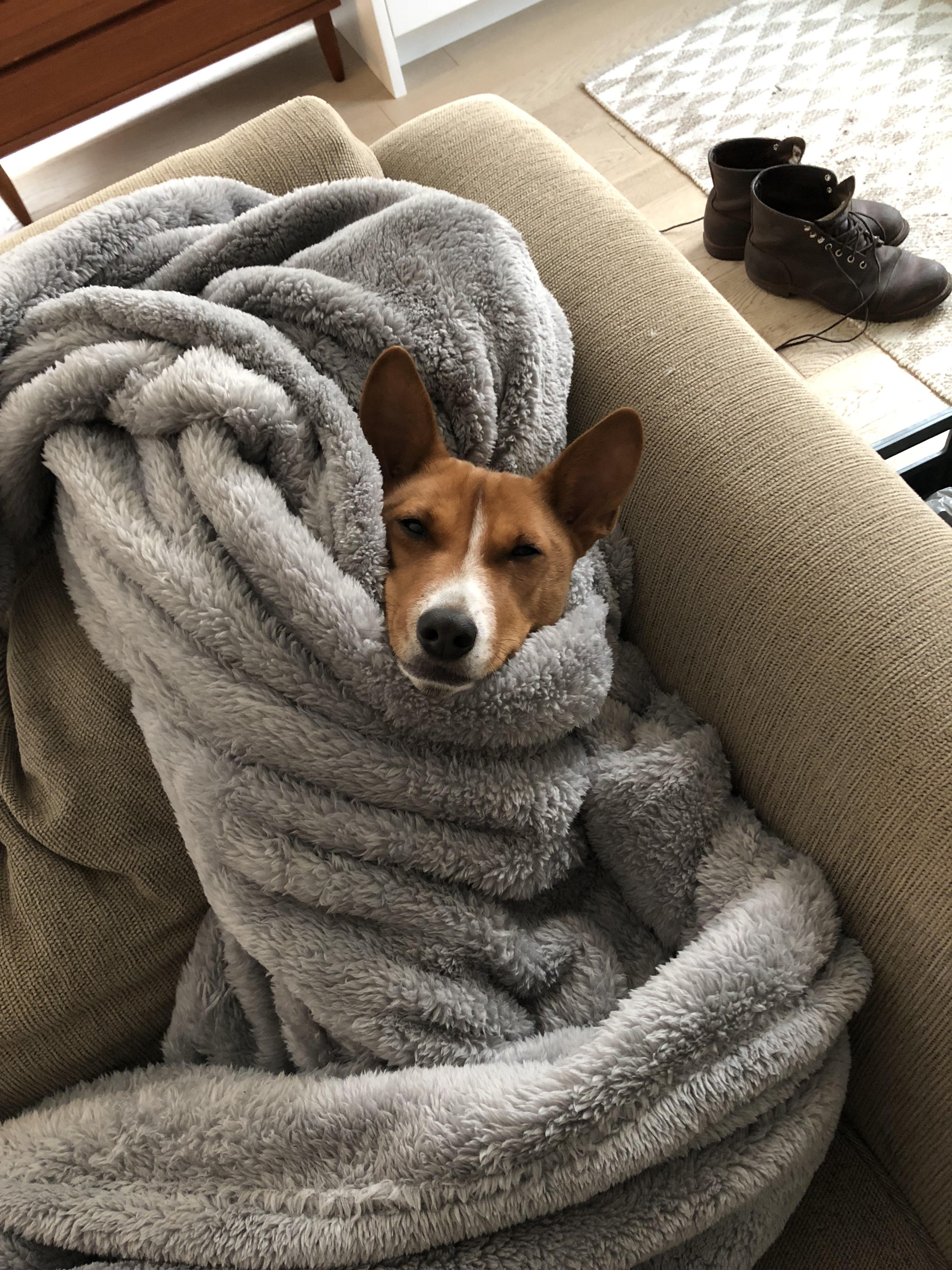 One with the blanket | Scrolller