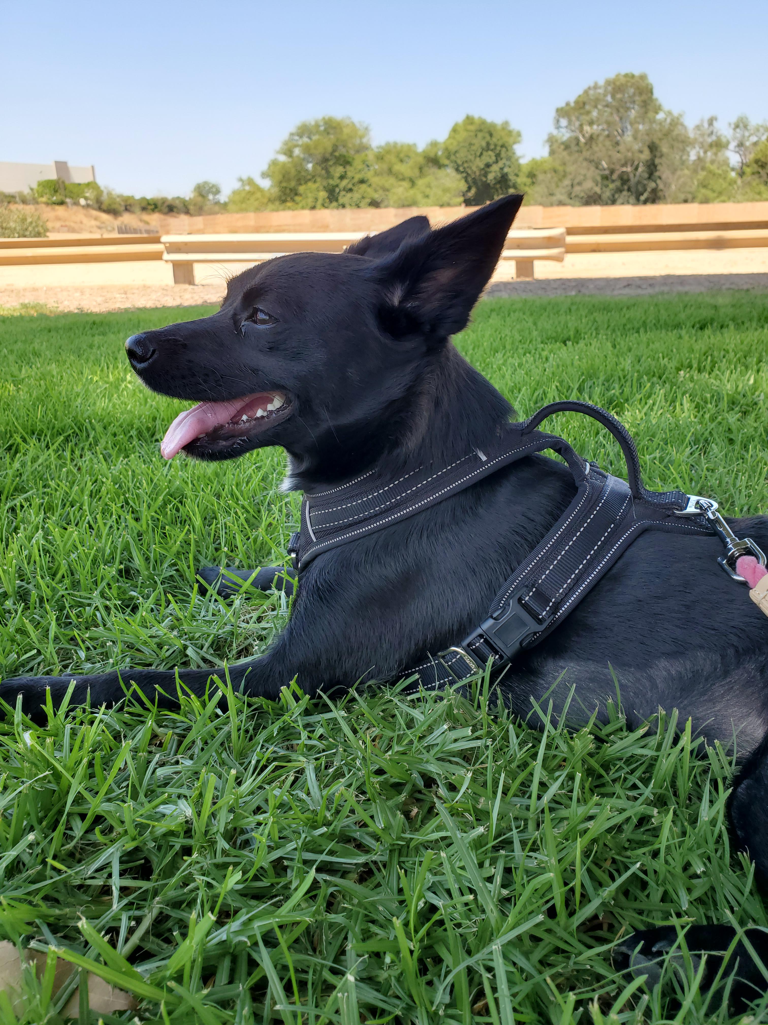 One year old rescue Lily, think she's a kelpie mix | Scrolller