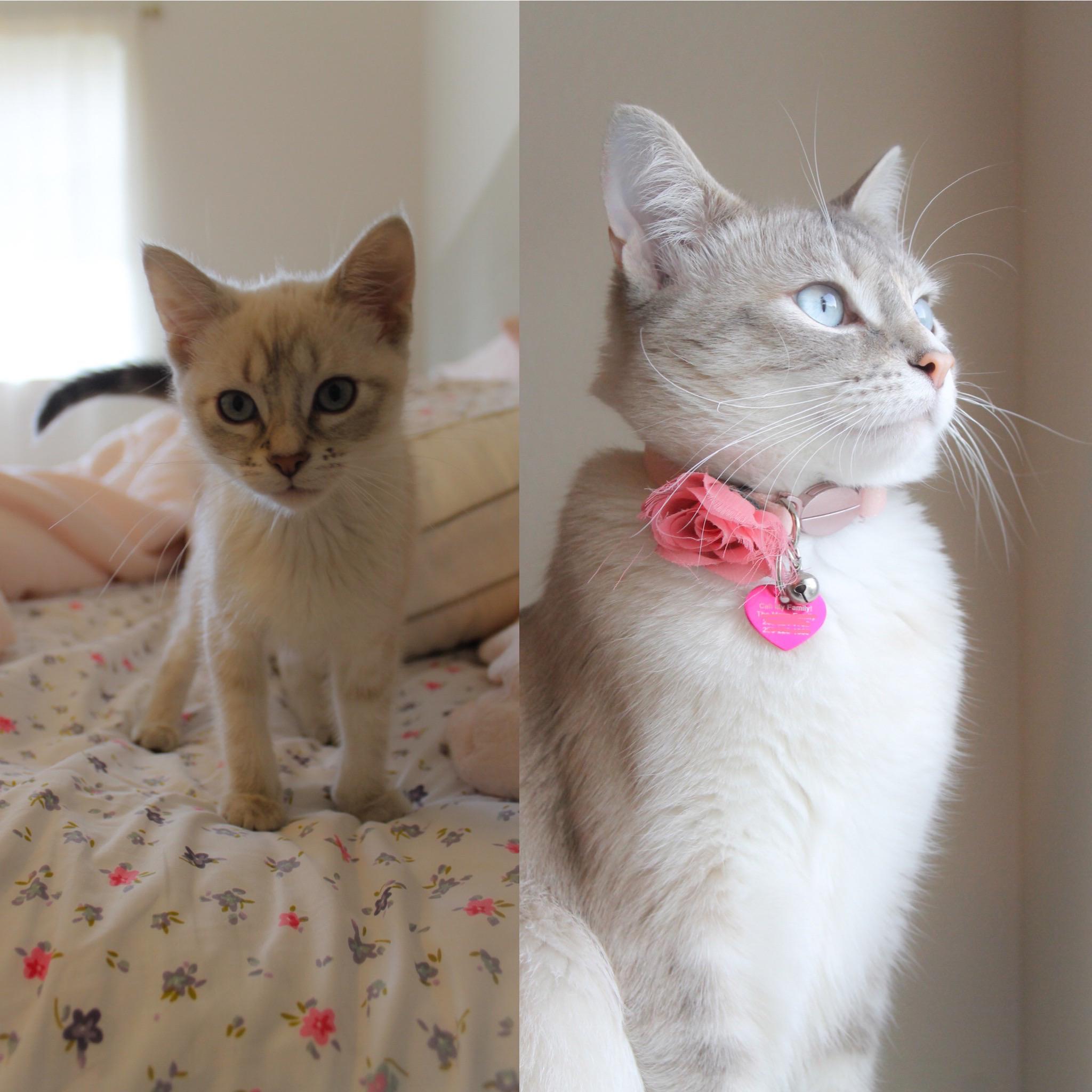 One year post adoption | Scrolller