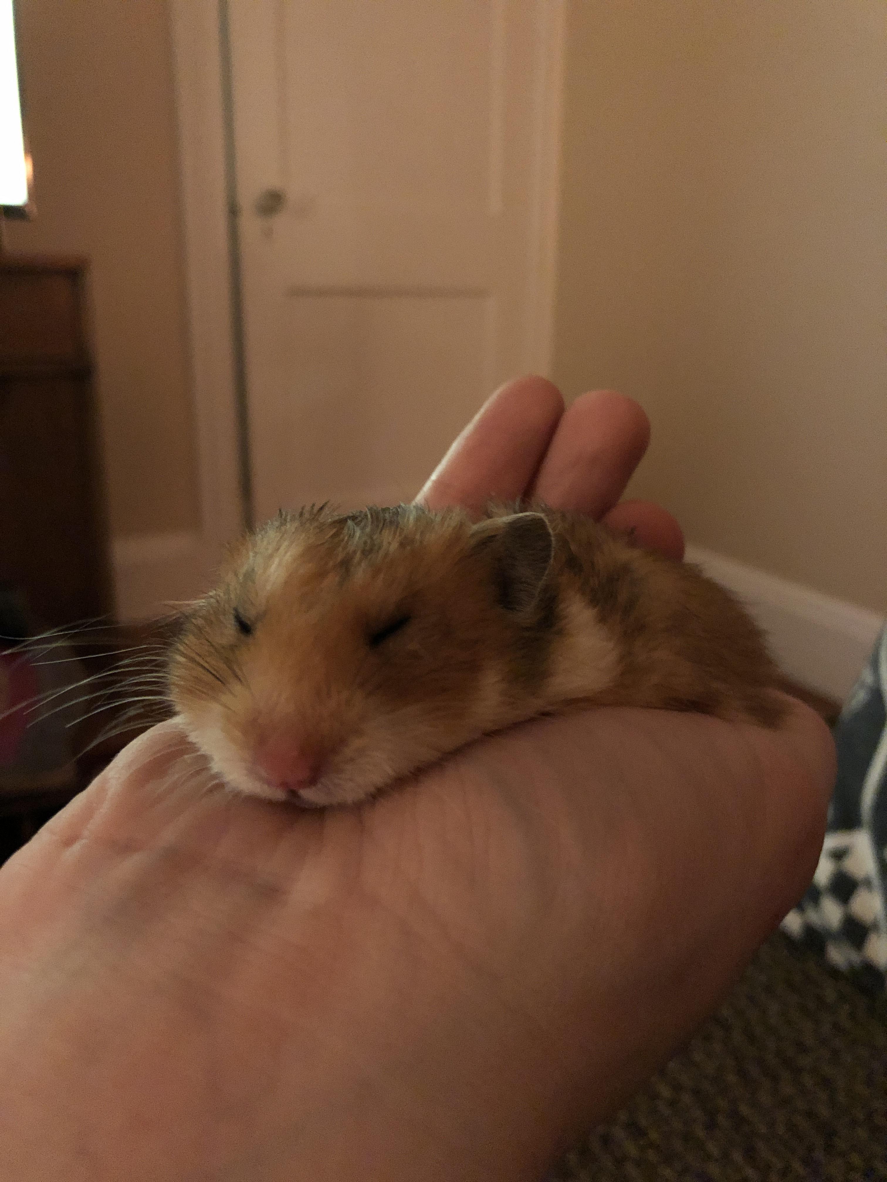 Discover more like Hamsters: Only night #2 together and she’s already melted in my hand. Sooo ...