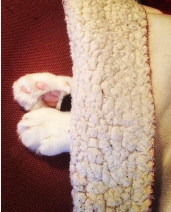 Only the cute little paws are visible | Scrolller