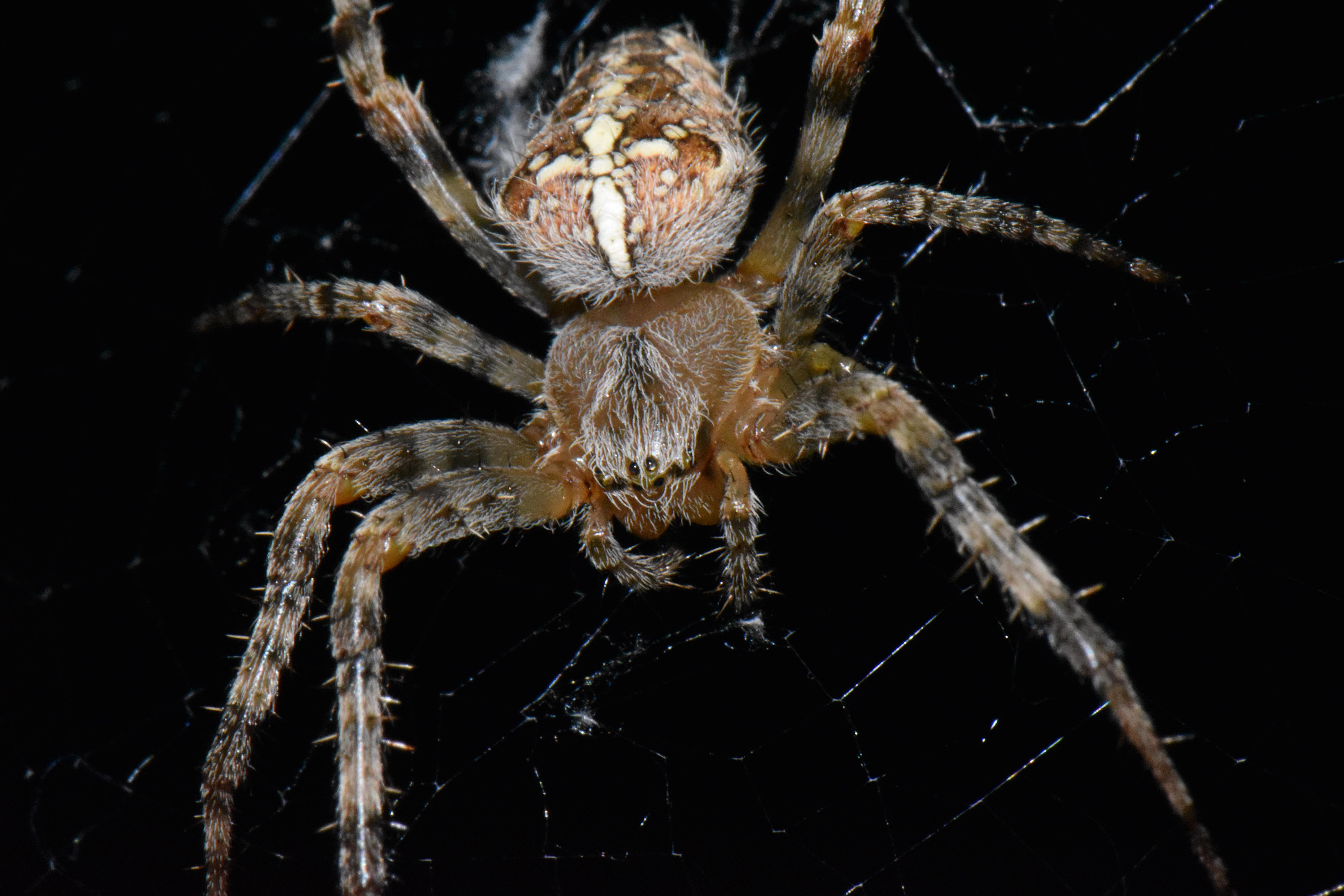 Orb Weaver [OC] - NIKKOR 85mm f/3.5 | Scrolller