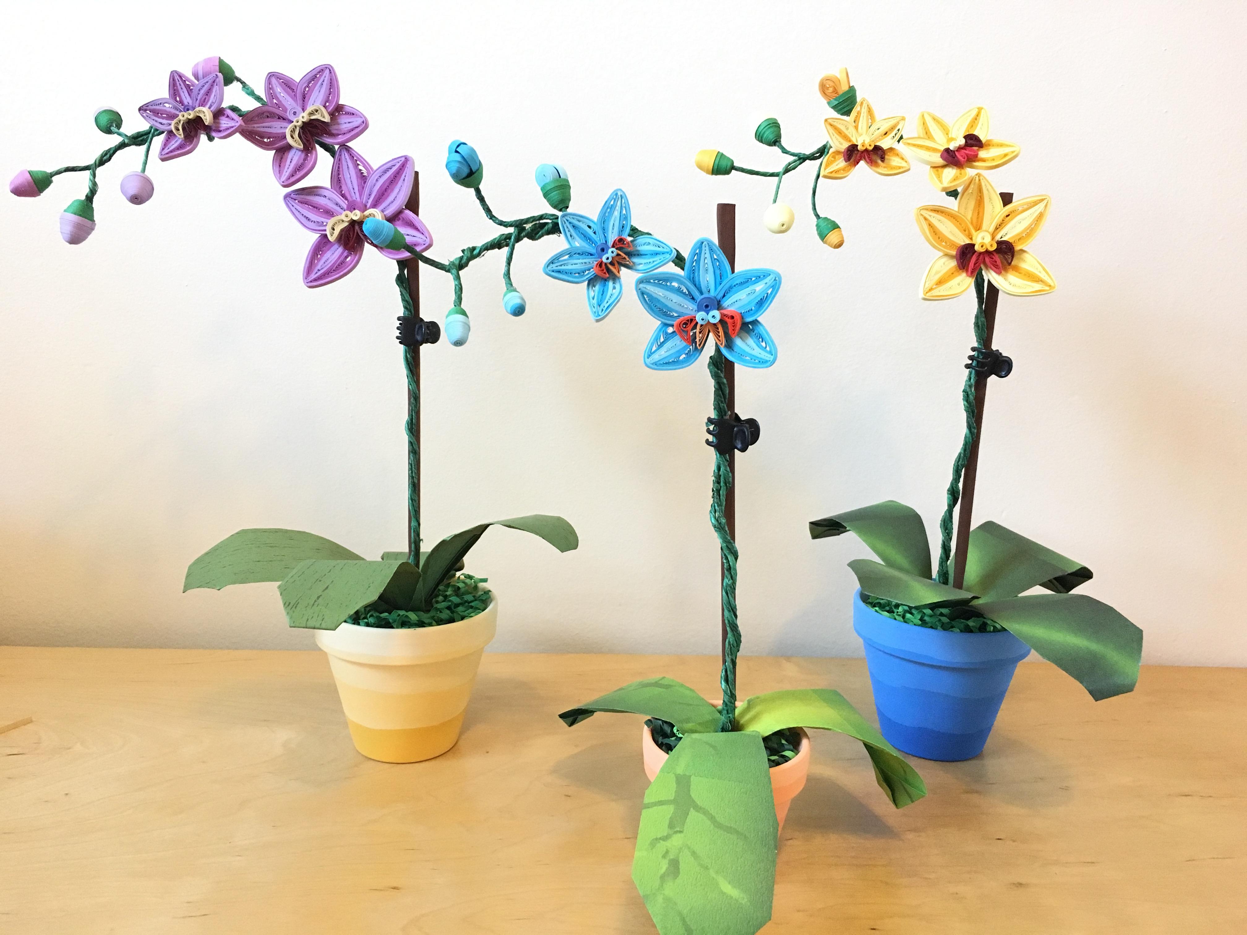 Orchids!! | Scrolller