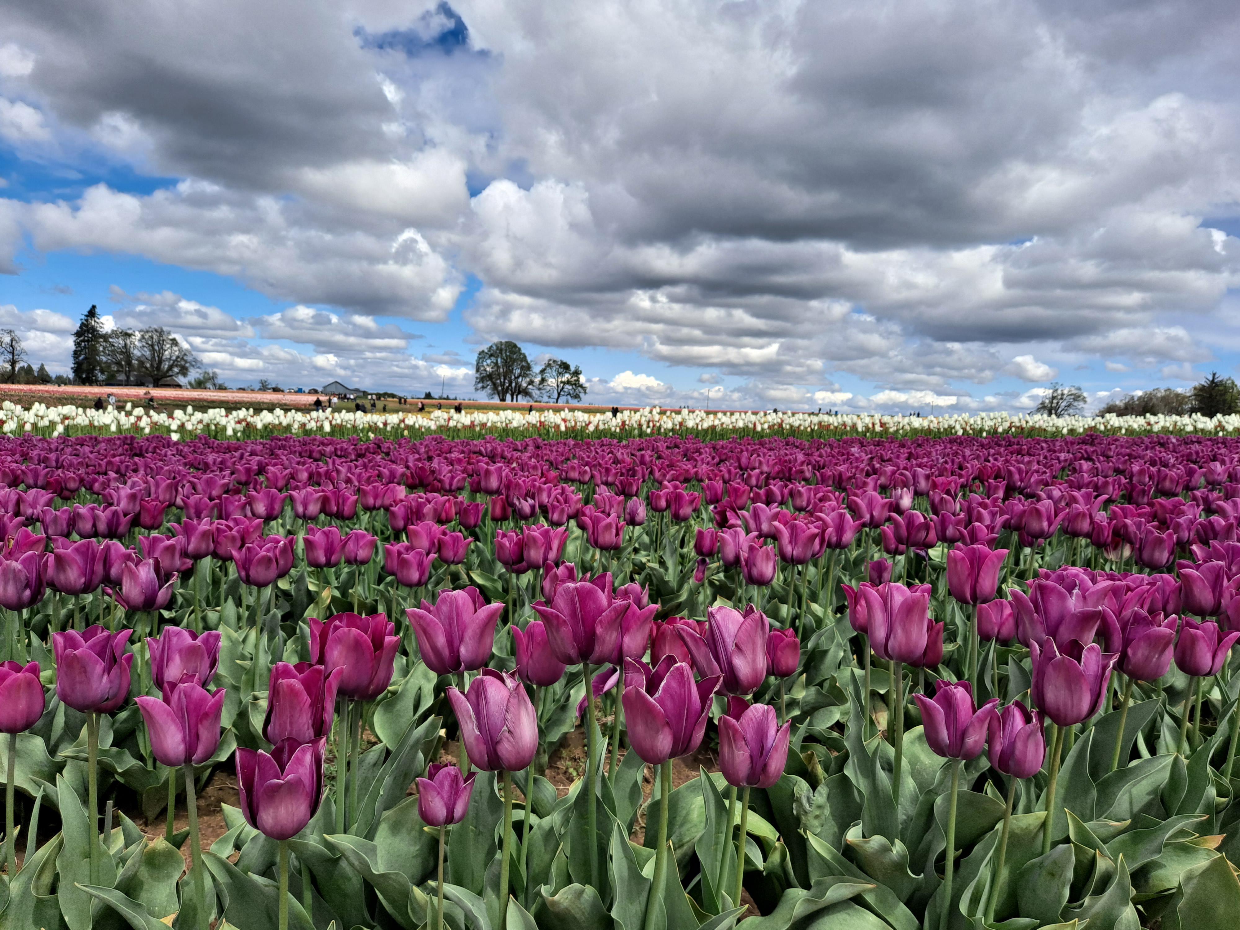 Oregon Dutch Tulip Festival. | Scrolller