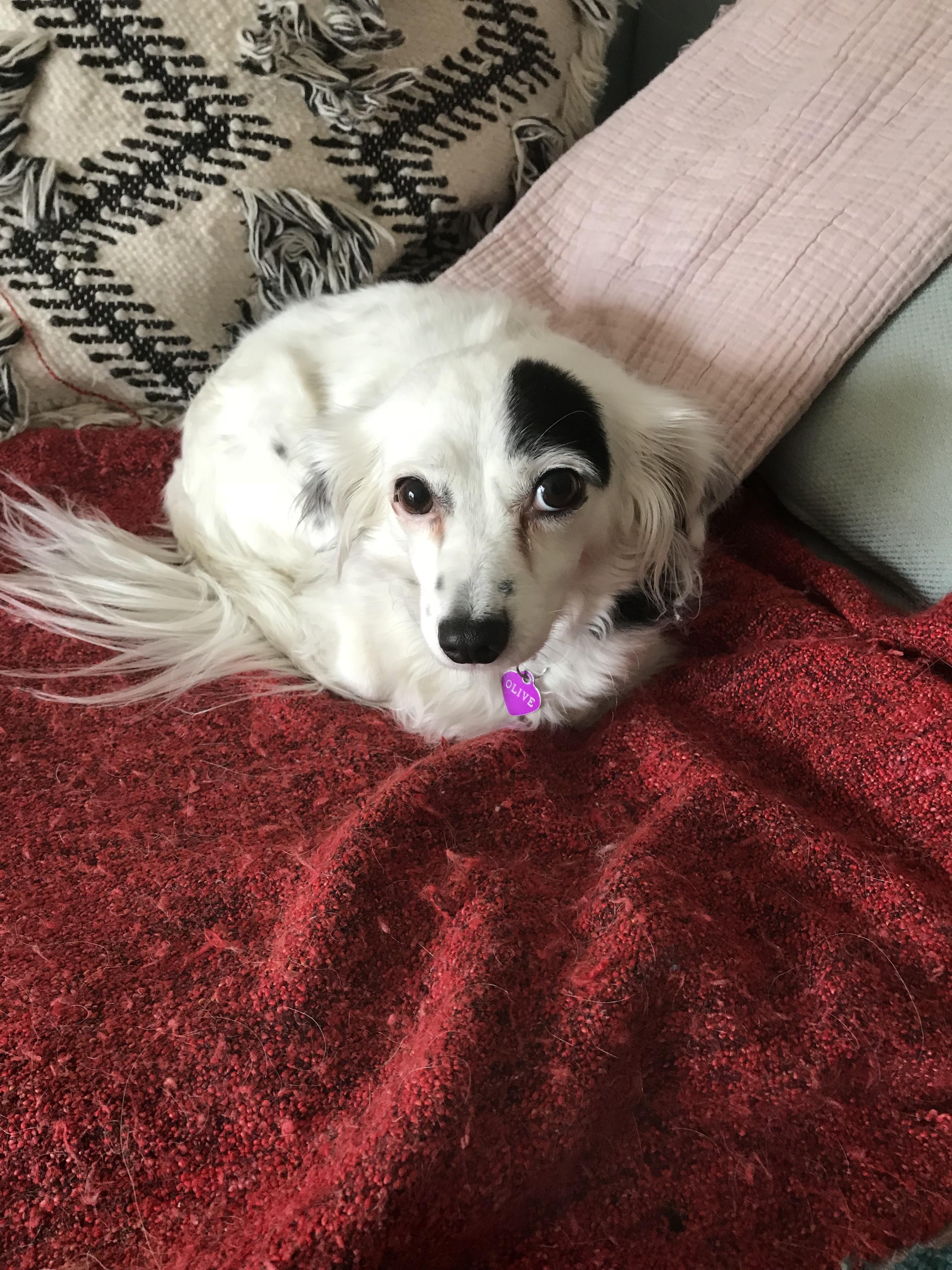 Oreo loaf | Scrolller