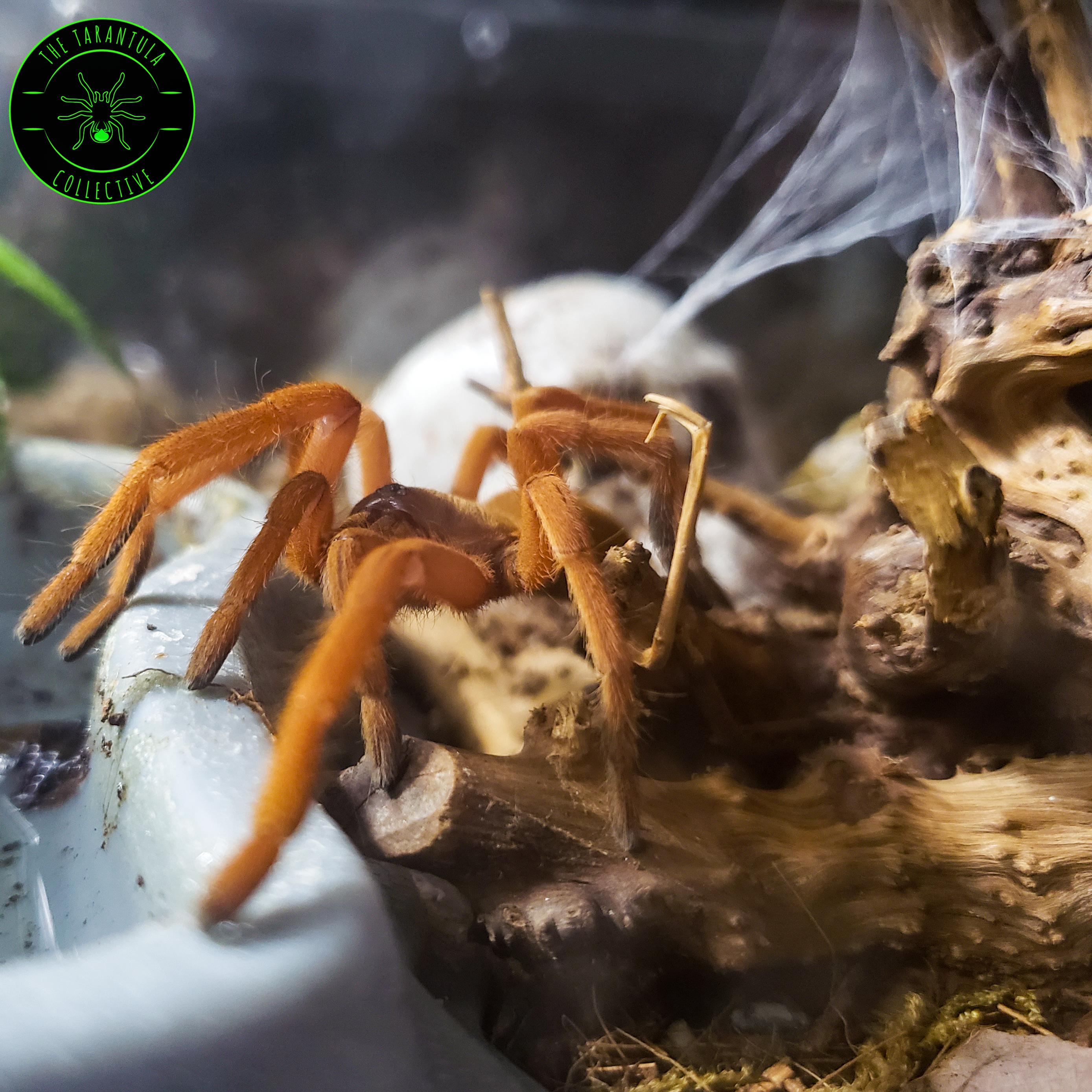 Orphnaecus philippinus (Philippine Tangerine Tarantula) | Scrolller
