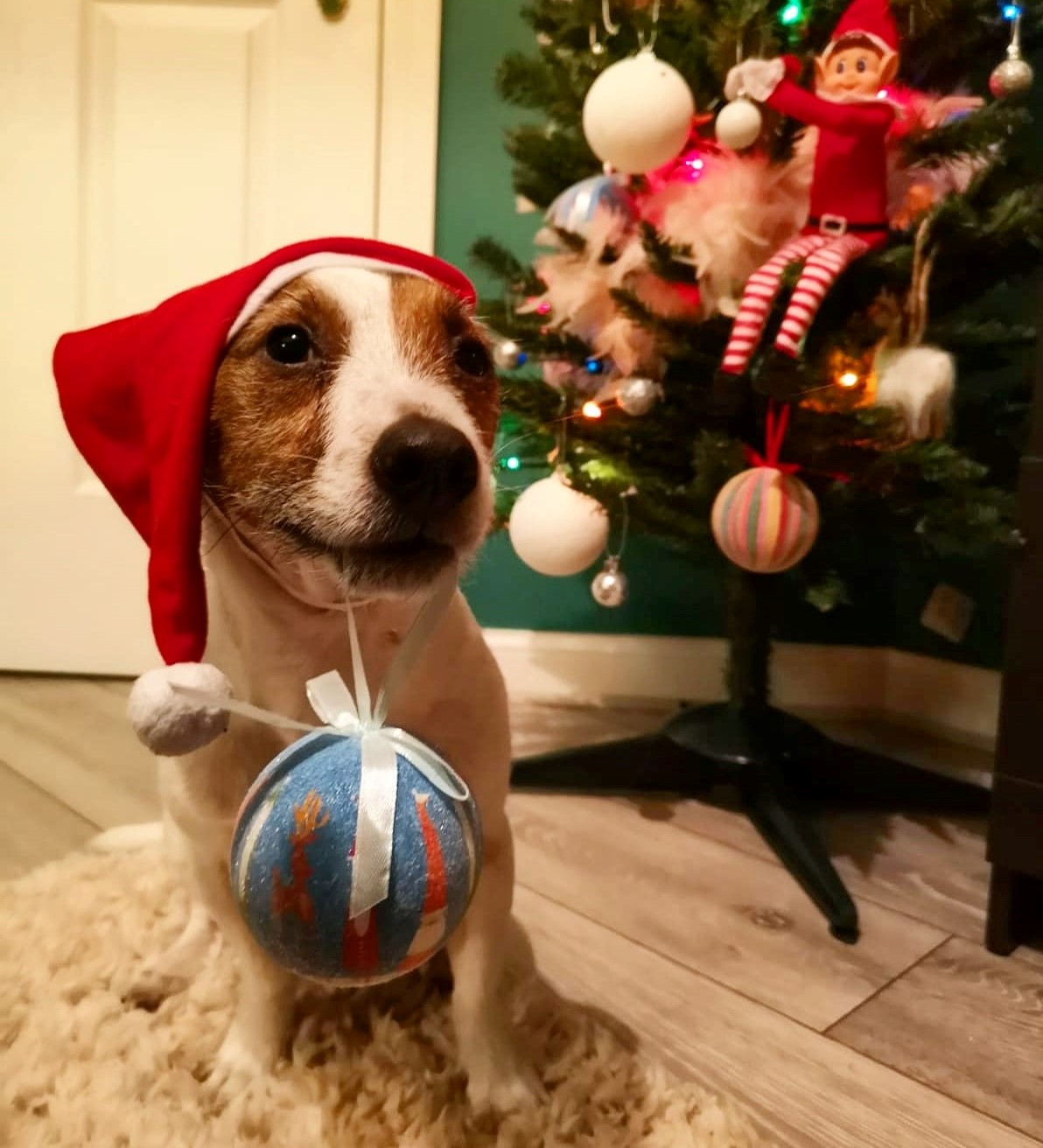 Oscar helping to decorate the tree :) | Scrolller