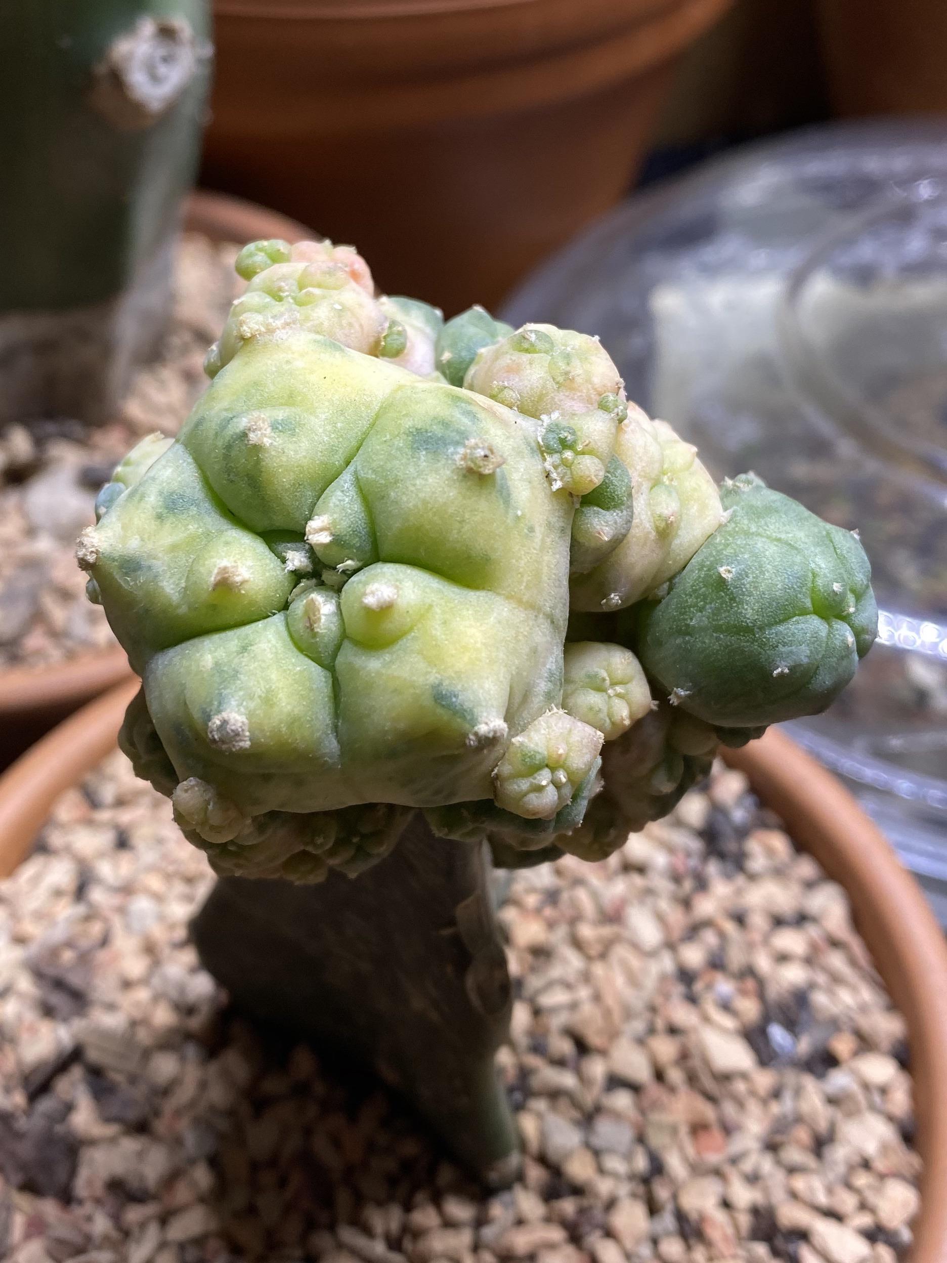 Other angle of the same plant. | Scrolller