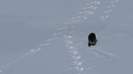 Otter belly slides down snow | Scrolller