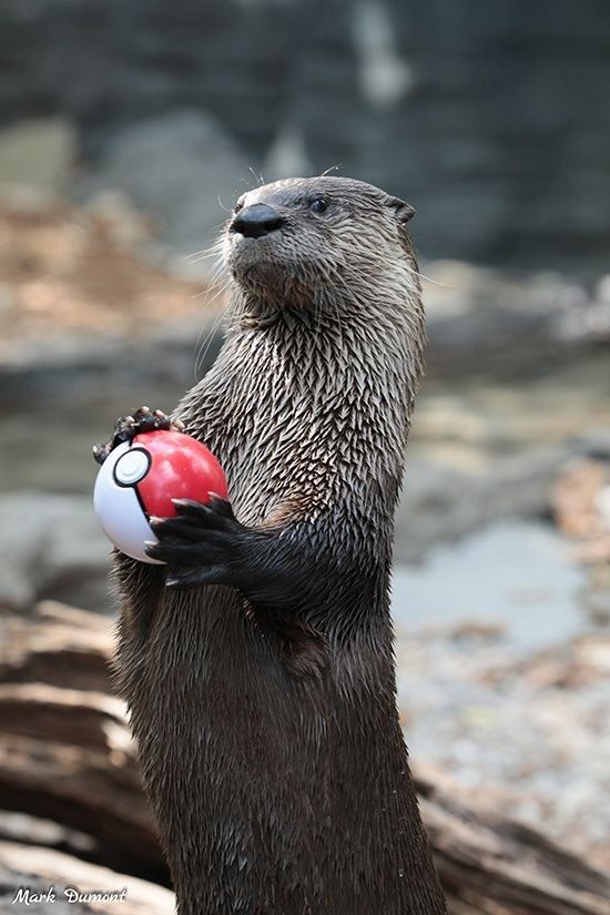 'Otter catch em all | Scrolller