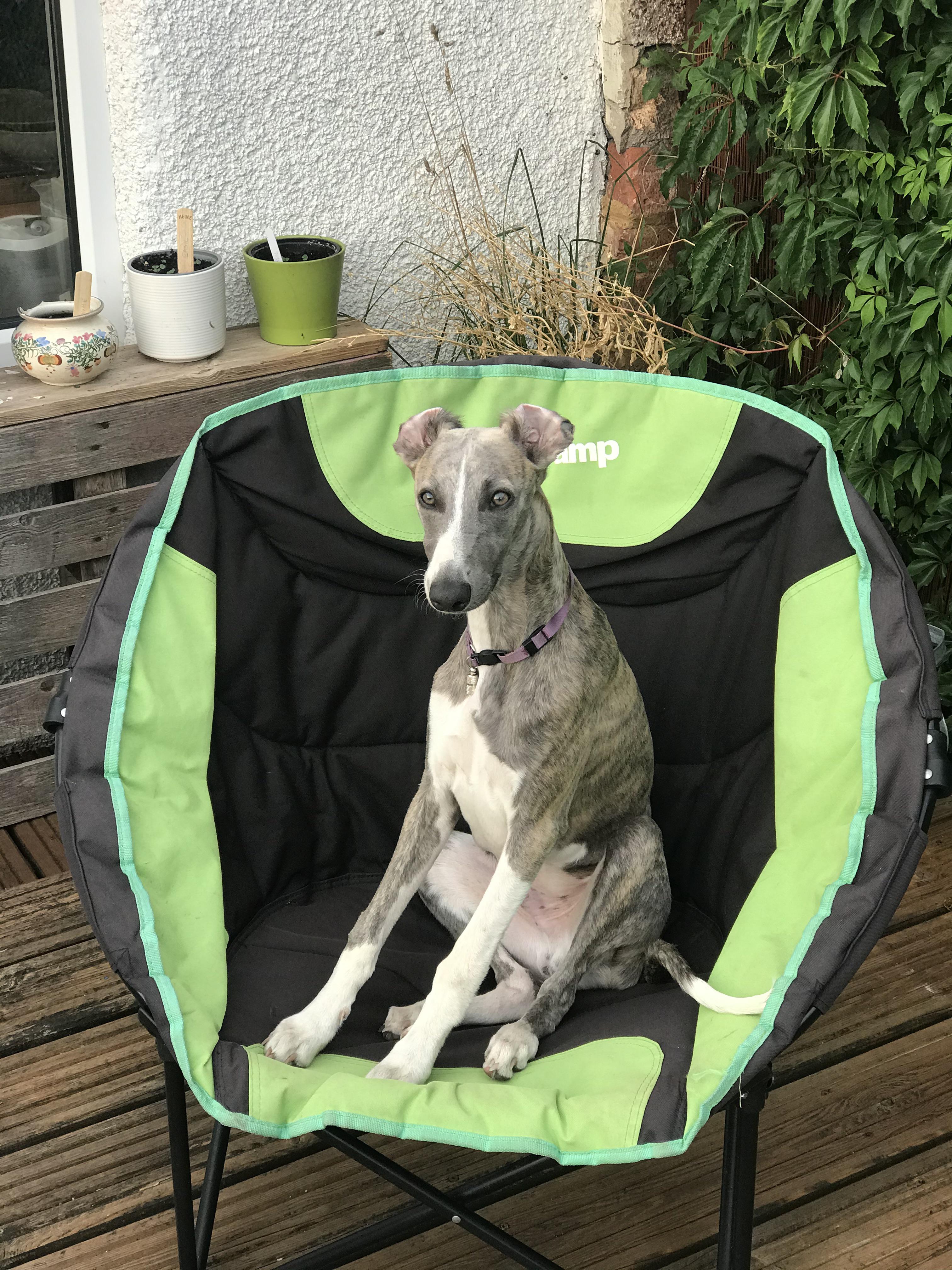 Otto in his fav chair | Scrolller