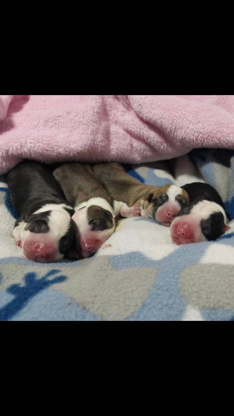 Our 1 hour old puppies :) | Scrolller